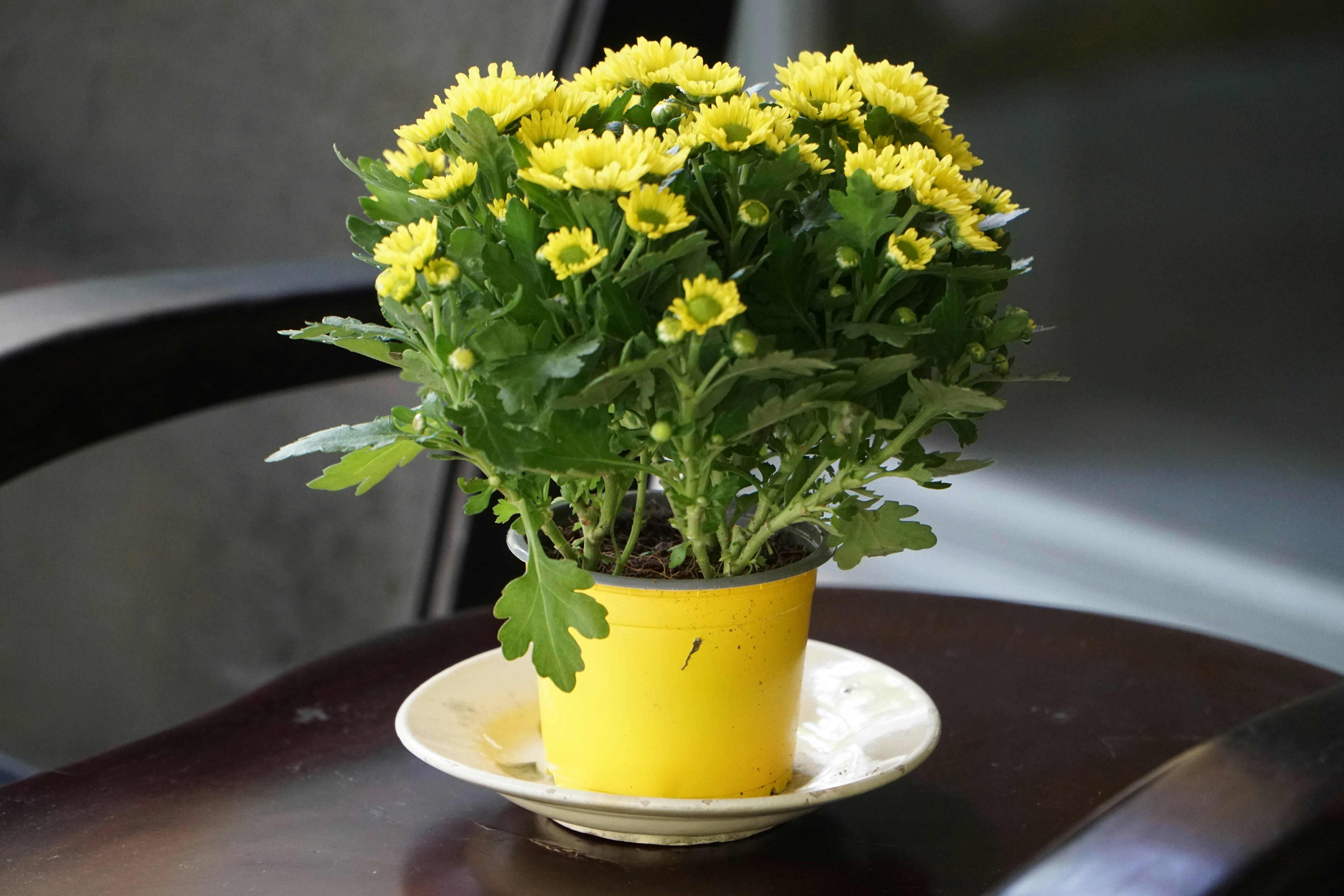 Sunburst in a Canary Pot: Chrysanthemums on a Quiet Wood Table