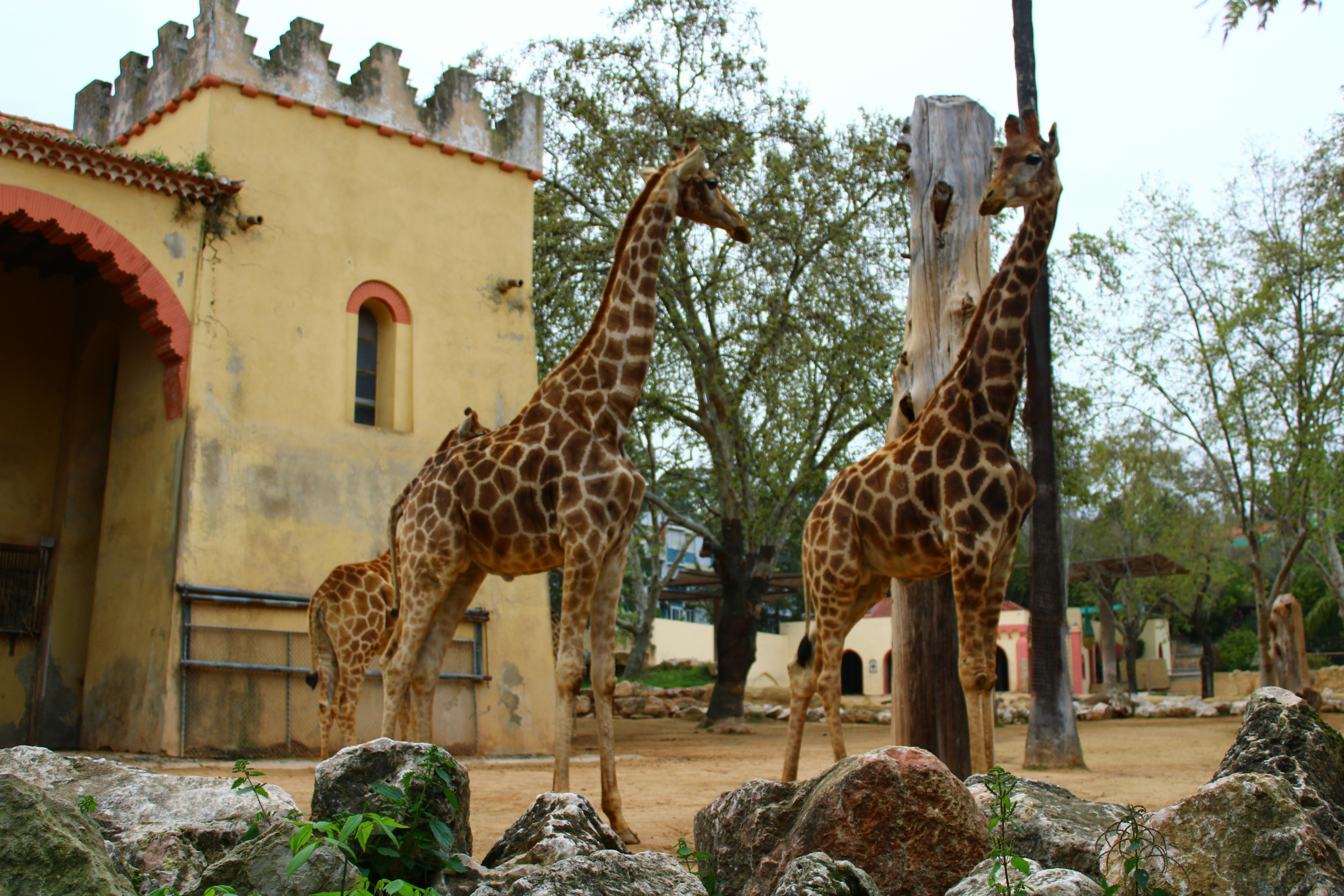 Two giraffes gracefully roam near a whimsical structure in a zoo setting, showcasing their unique patterns and tall stature.