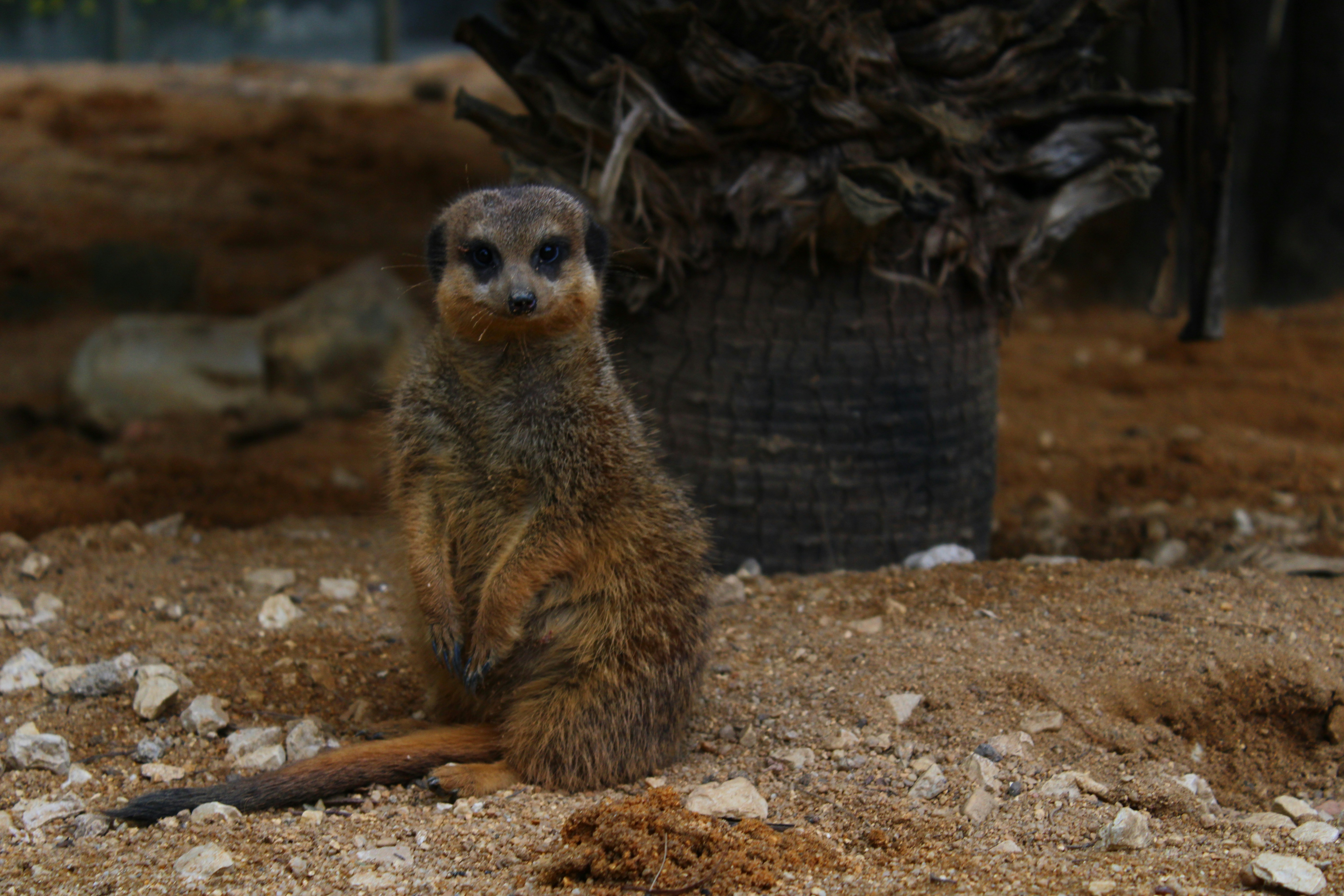 Dusty Outpost Sentinel: A Curious Juvenile Meerkat Stands on Sand