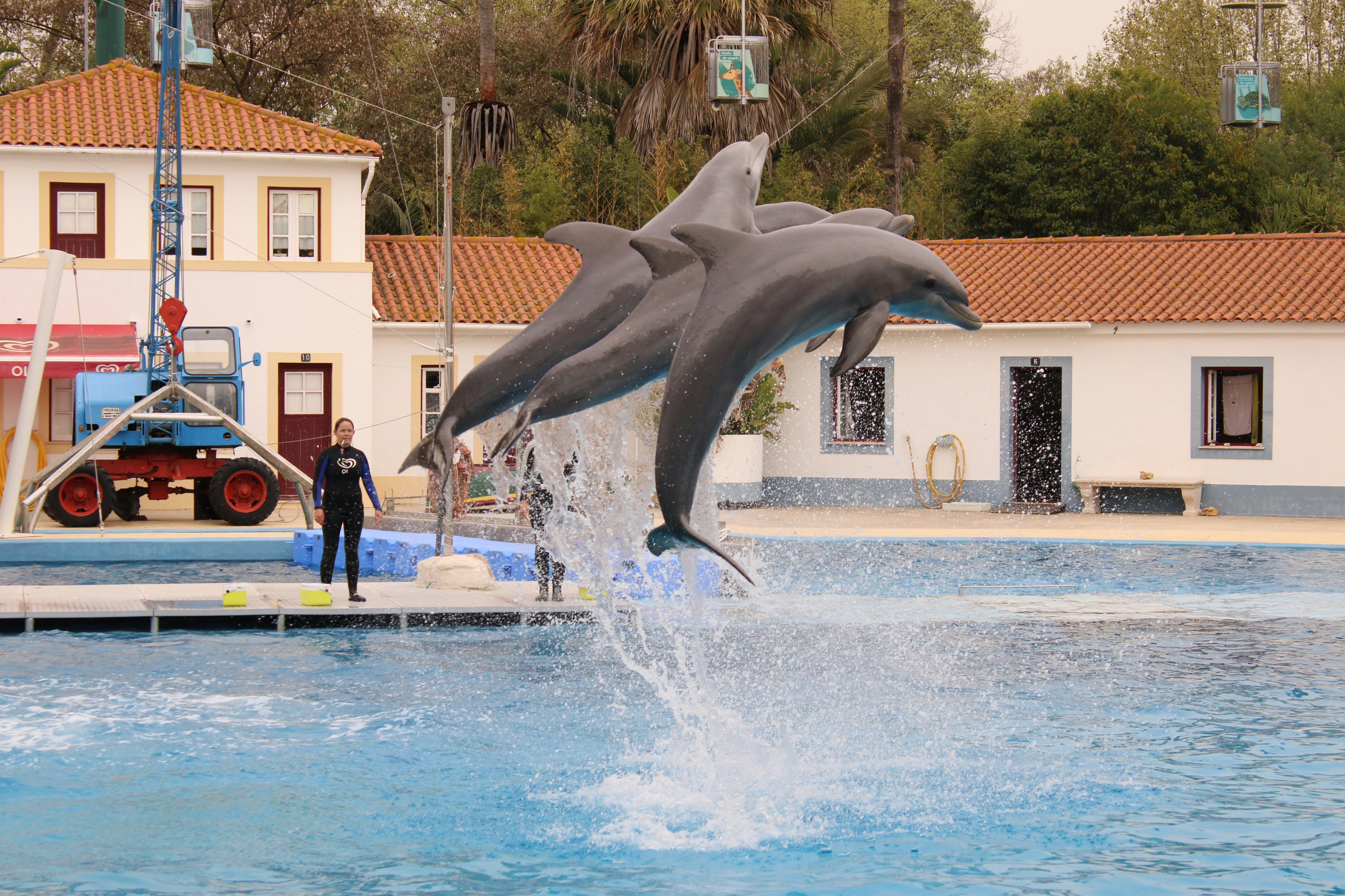 Synchronized Dolphins in Mid-Air Elegance