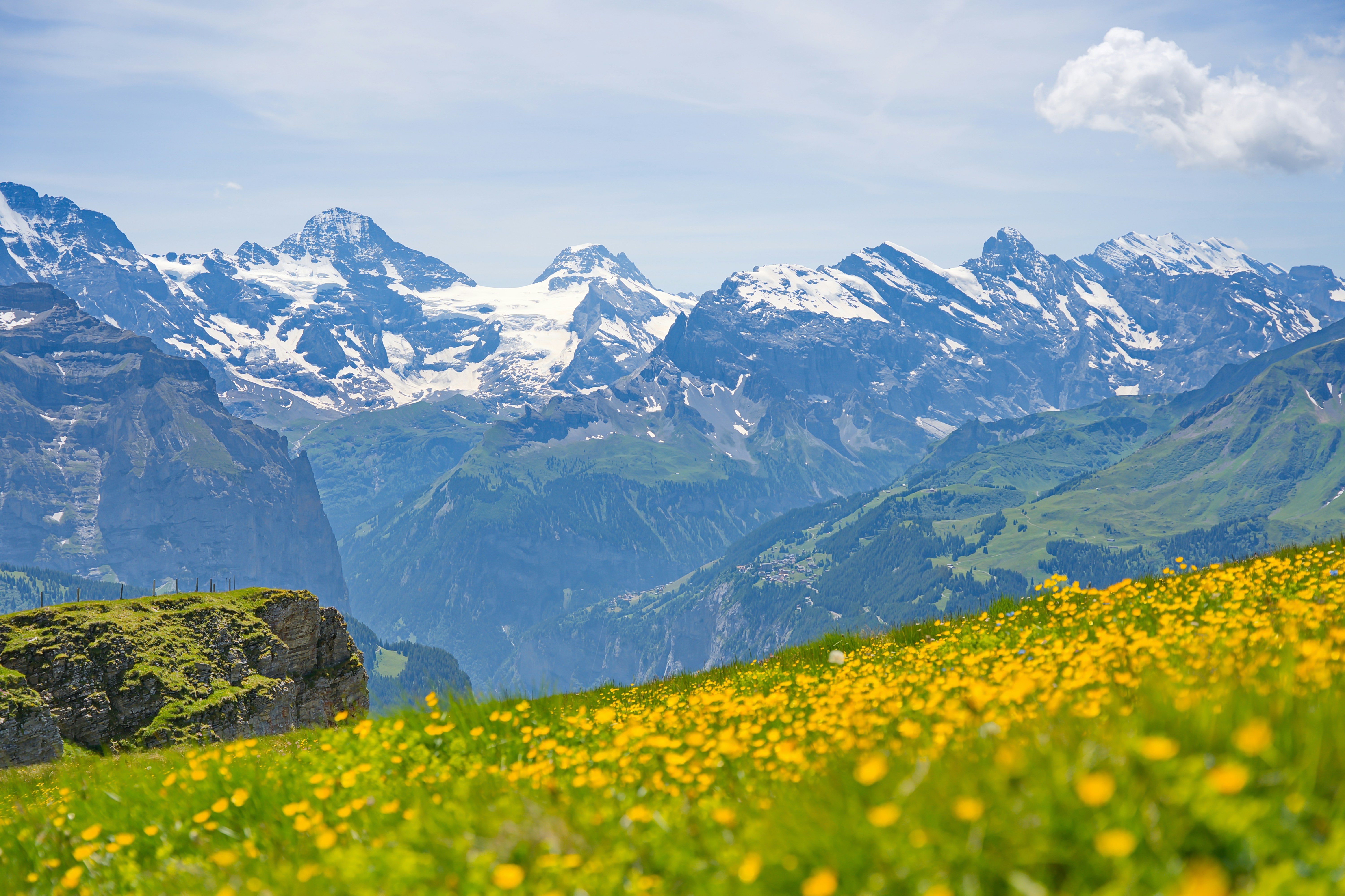 Vibrant yellow wildflowers blanket a lush green meadow, framed by majestic snow-capped peaks under a clear blue sky.