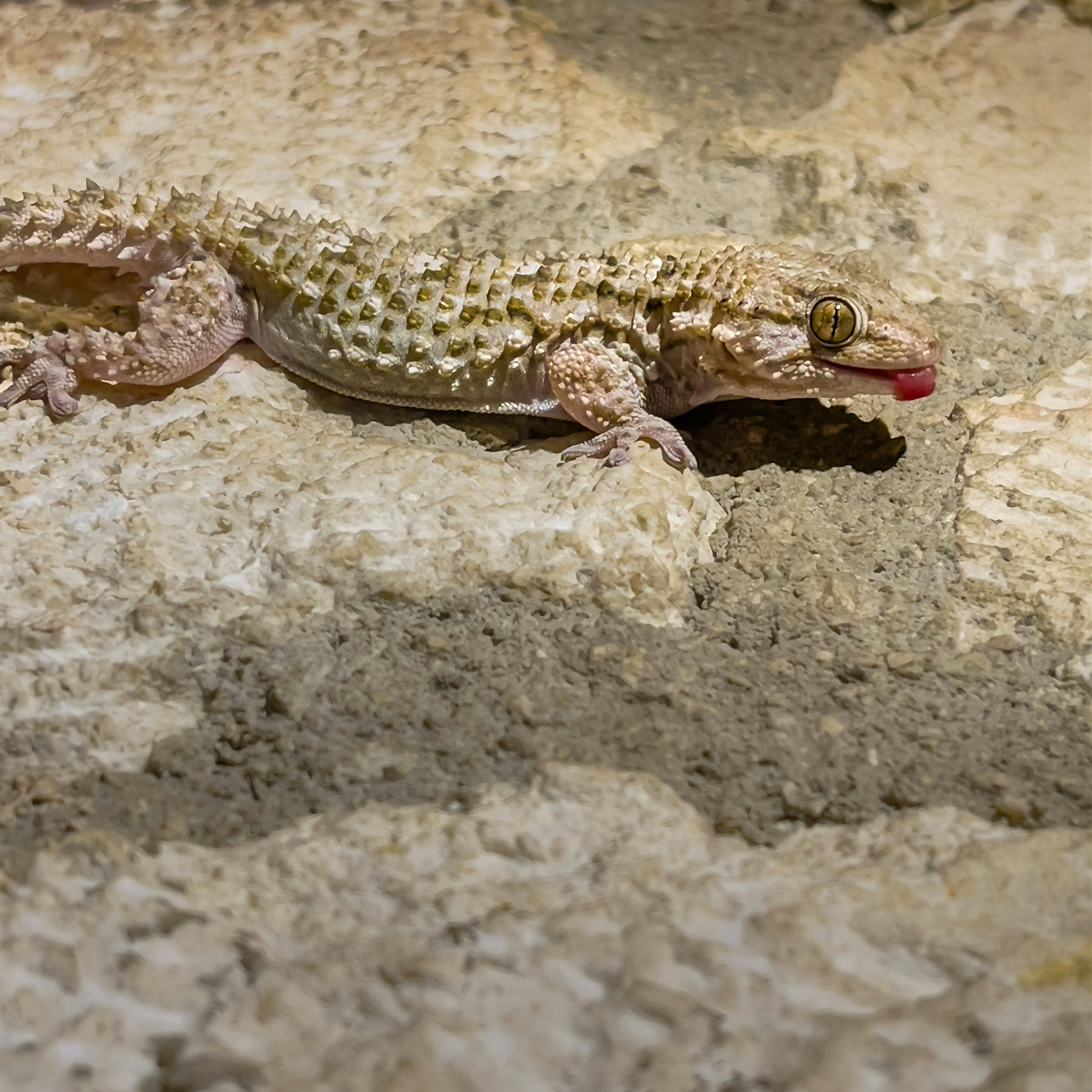 A gecko with tongue out. 