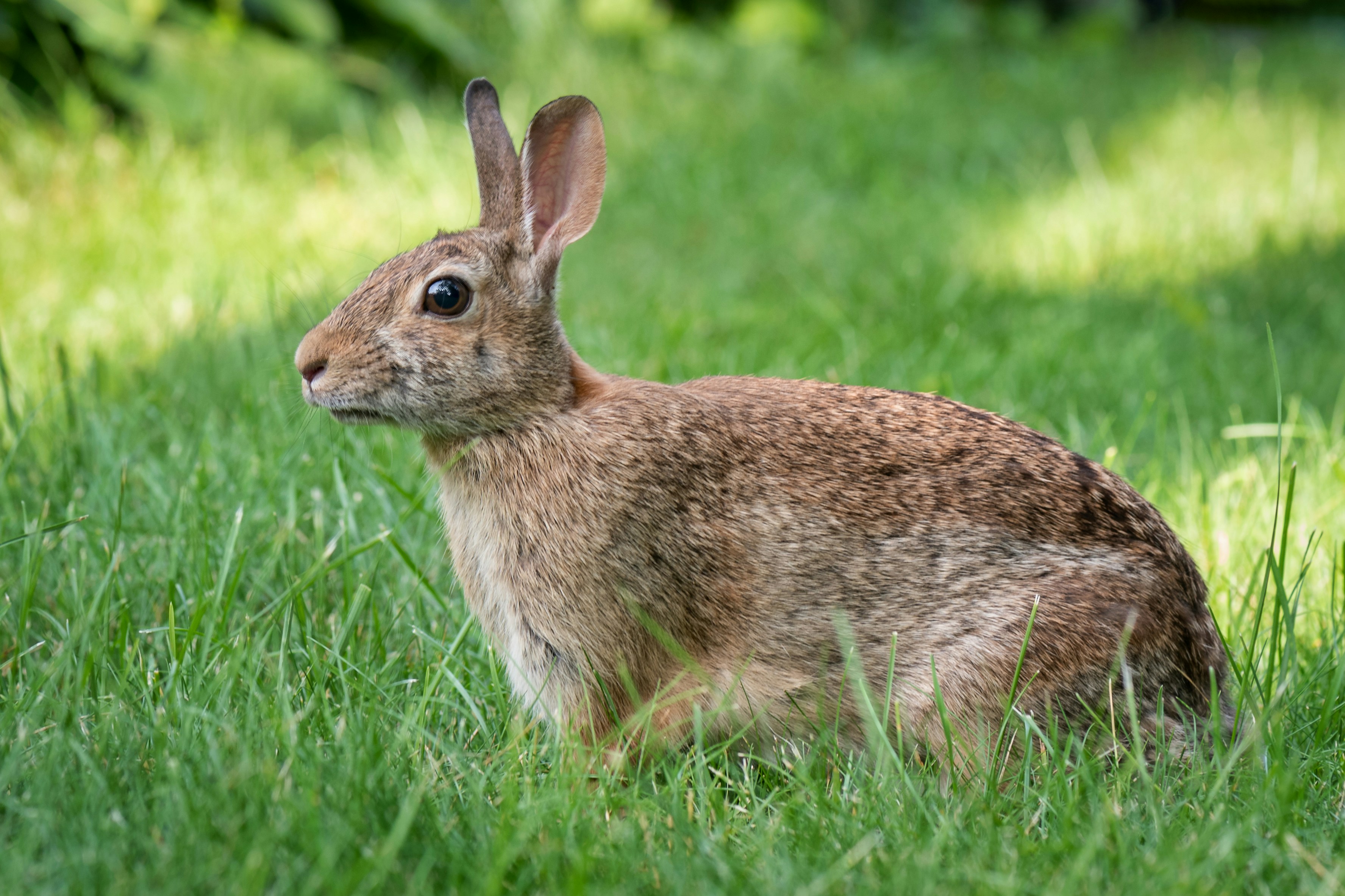 A rabbit in the grass photo – Free Rabbit Image on Unsplash