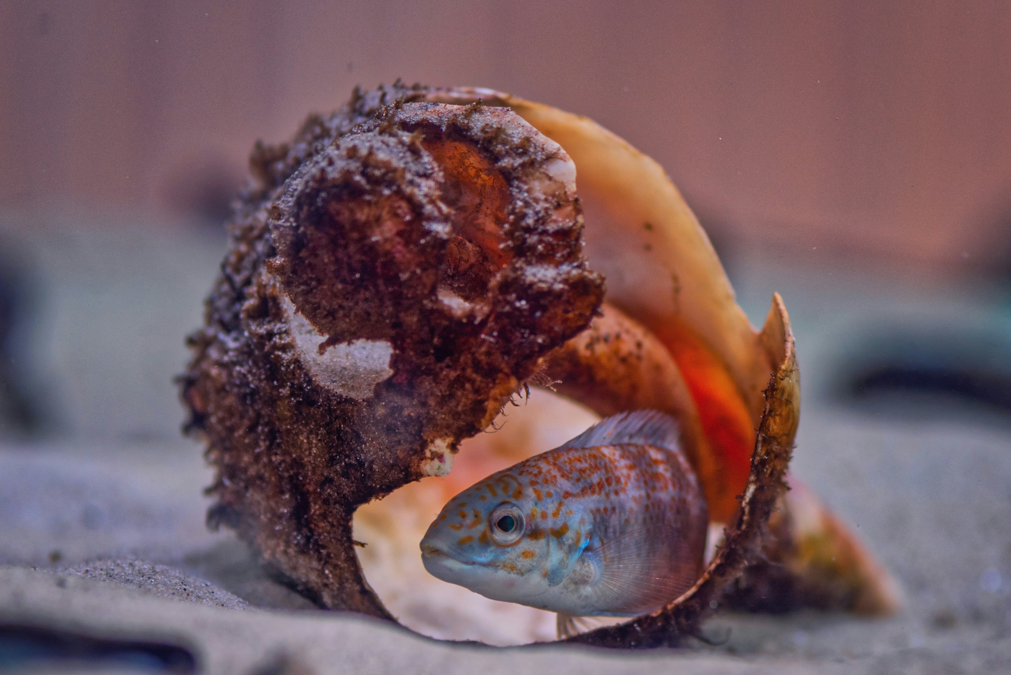 Colorful fish peering out from a seashell nestled in sandy ocean floor, showcasing marine life interaction with its environment.
