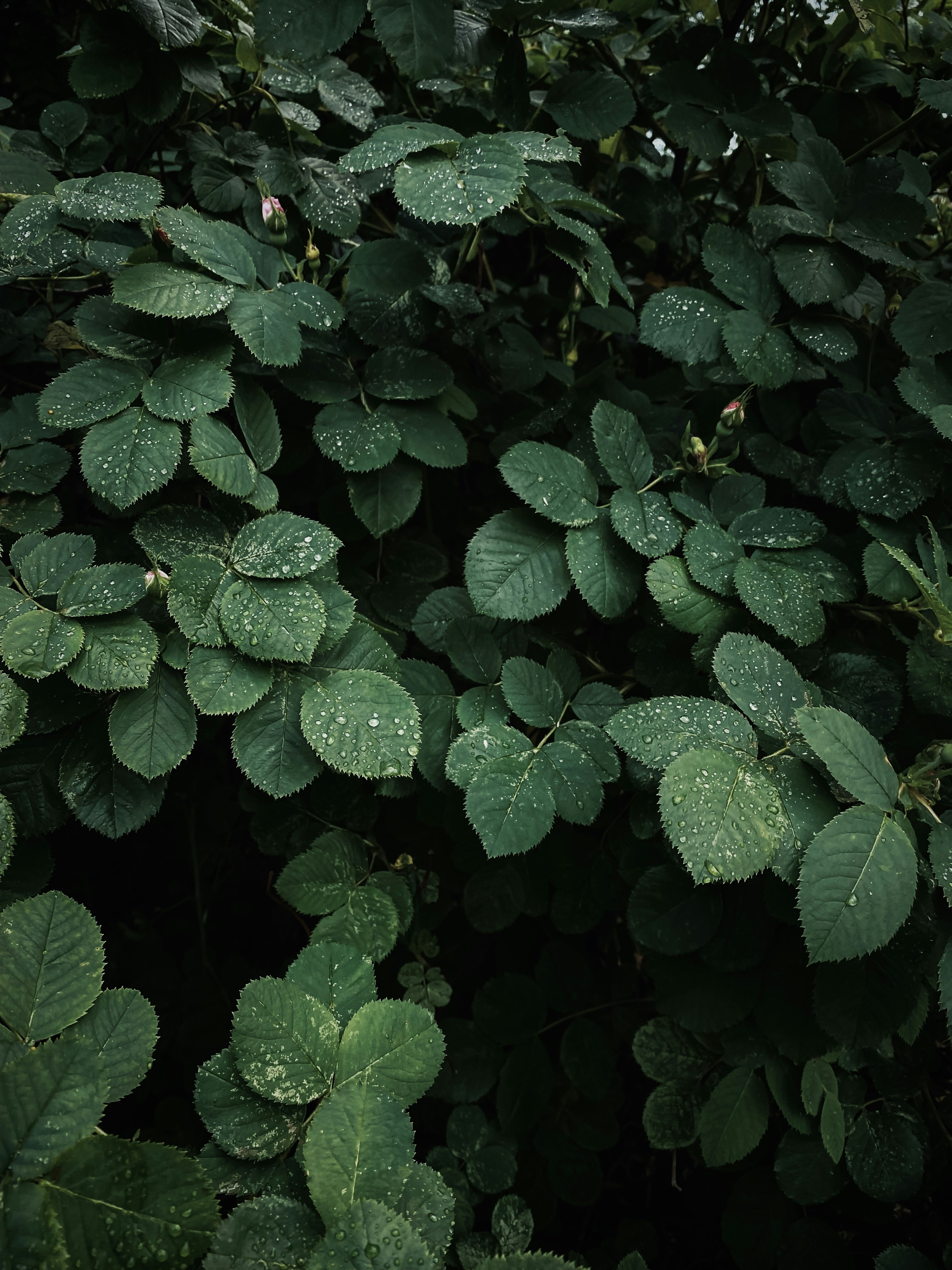 Dense foliage adorned with raindrops, showcasing the intricate textures of green leaves. The scene evokes a sense of tranquility and connection to nature.