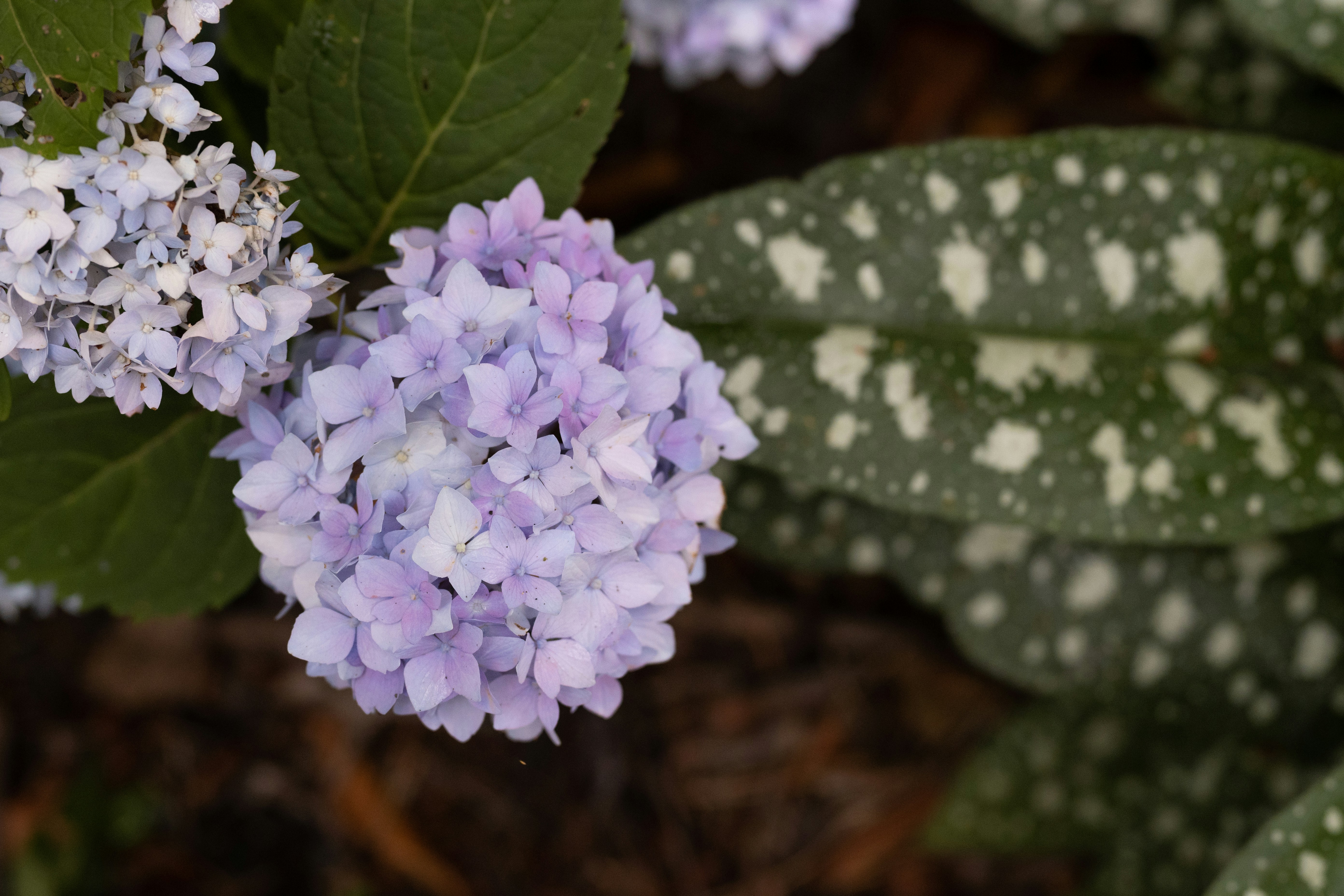 Pastel Hydrangea Cluster Amid Speckled Foliage