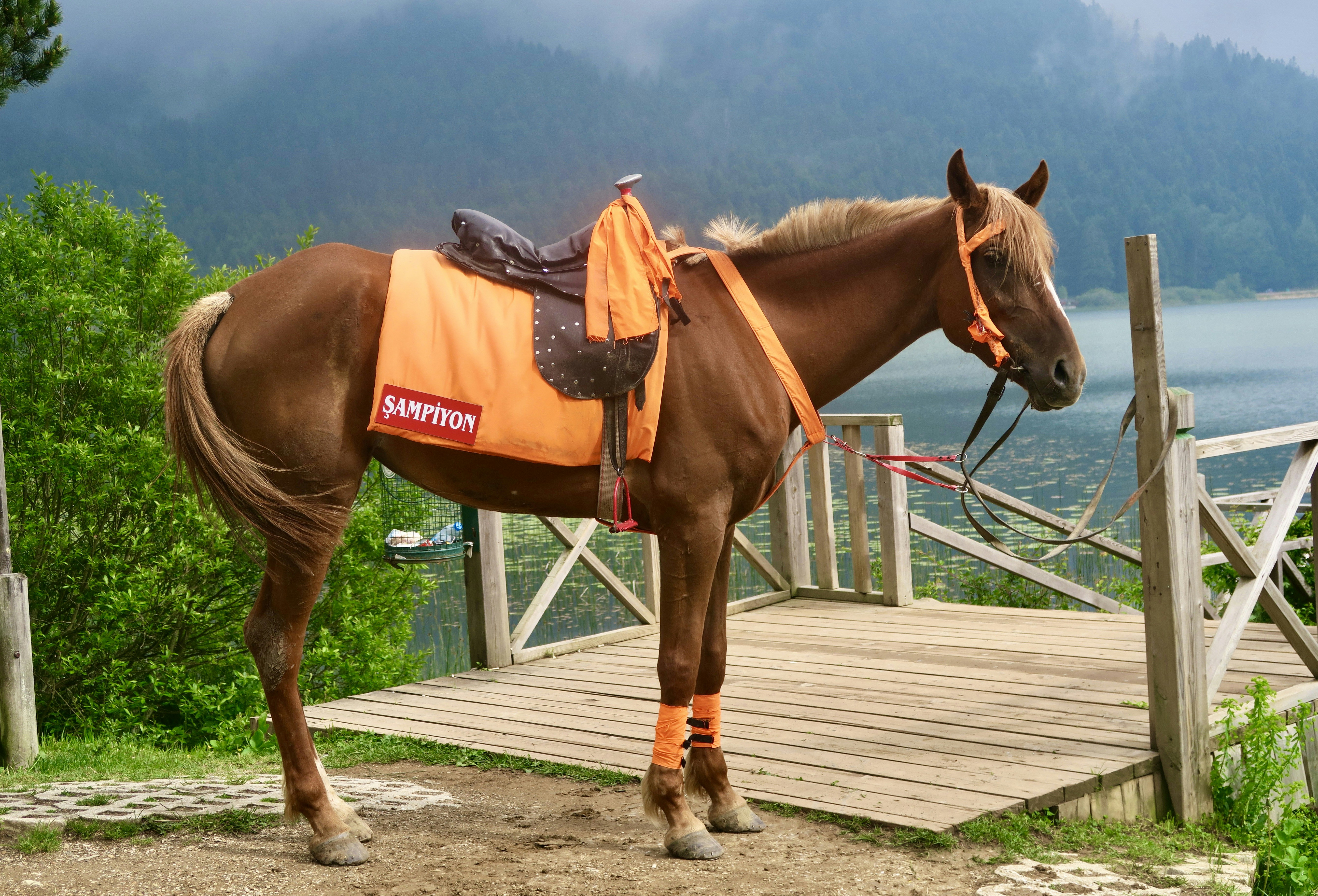 Brown horse adorned with orange saddle and gear standing on a wooden platform overlooking misty mountains.