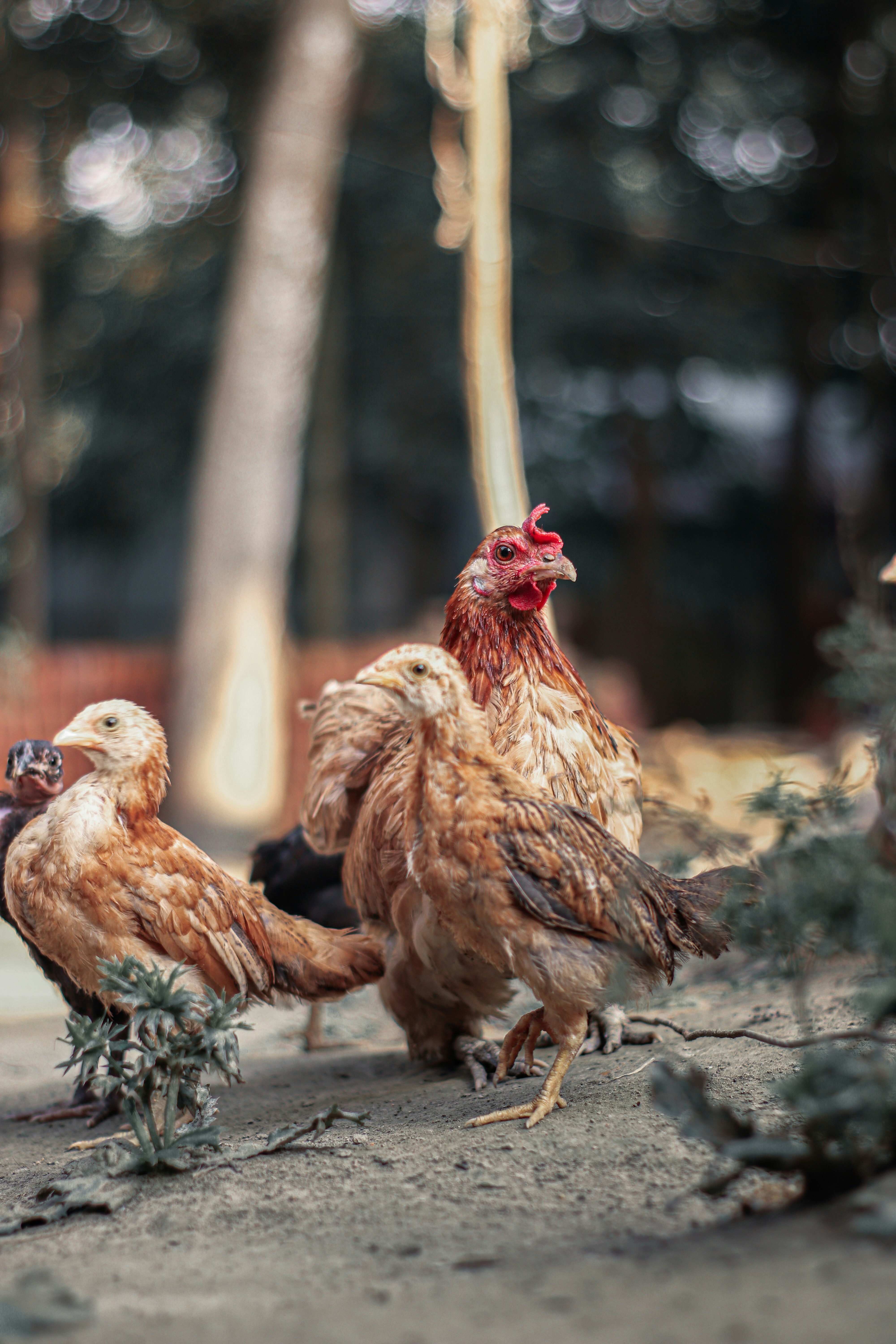 A group of chickens walking on the ground photo – Free Fowl Image on ...