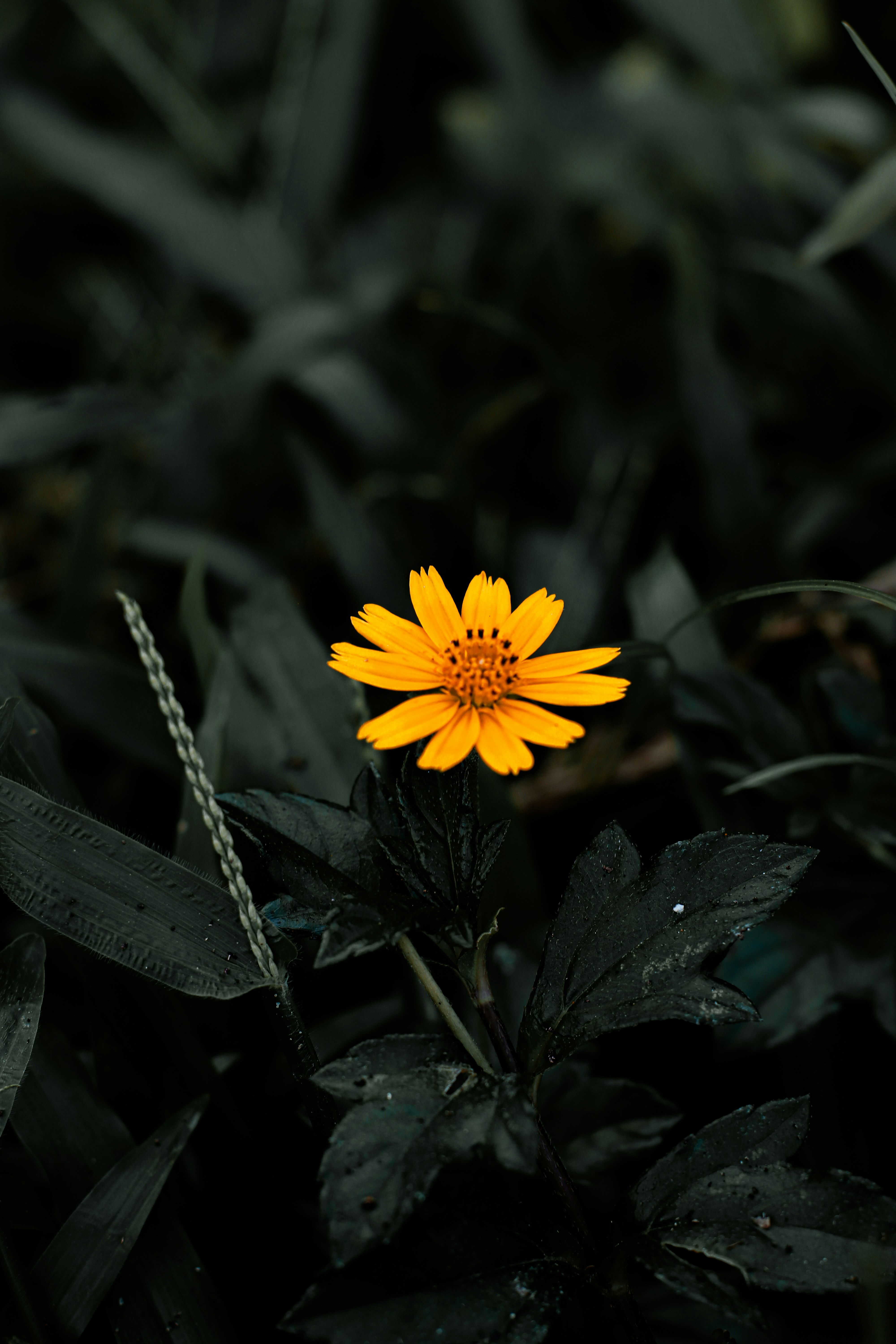 Foto zum Thema Eine gelbe Blume im Busch – Kostenloses Bild zu Pflanze ...