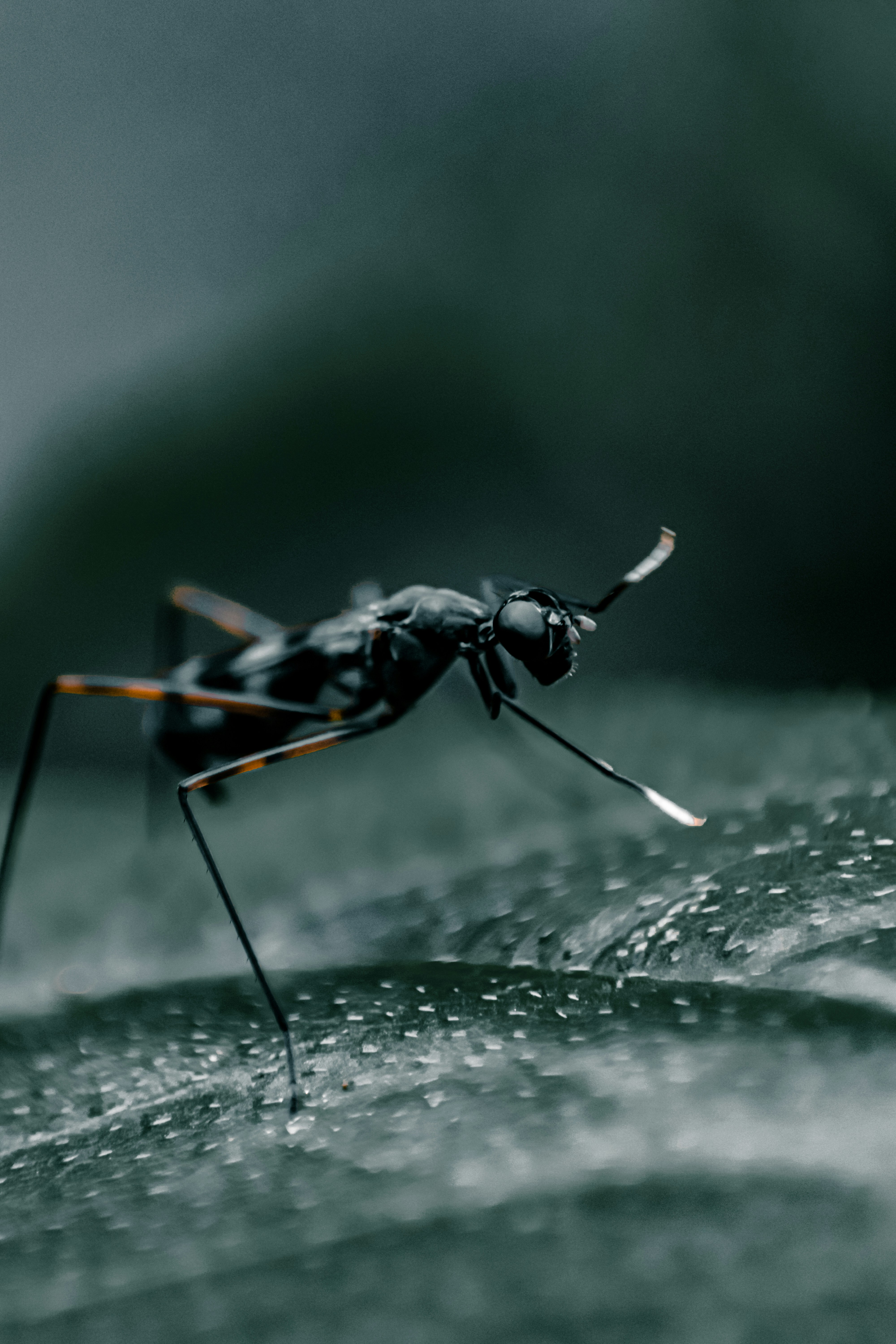 A bug on a wave photo – Free Image on Unsplash