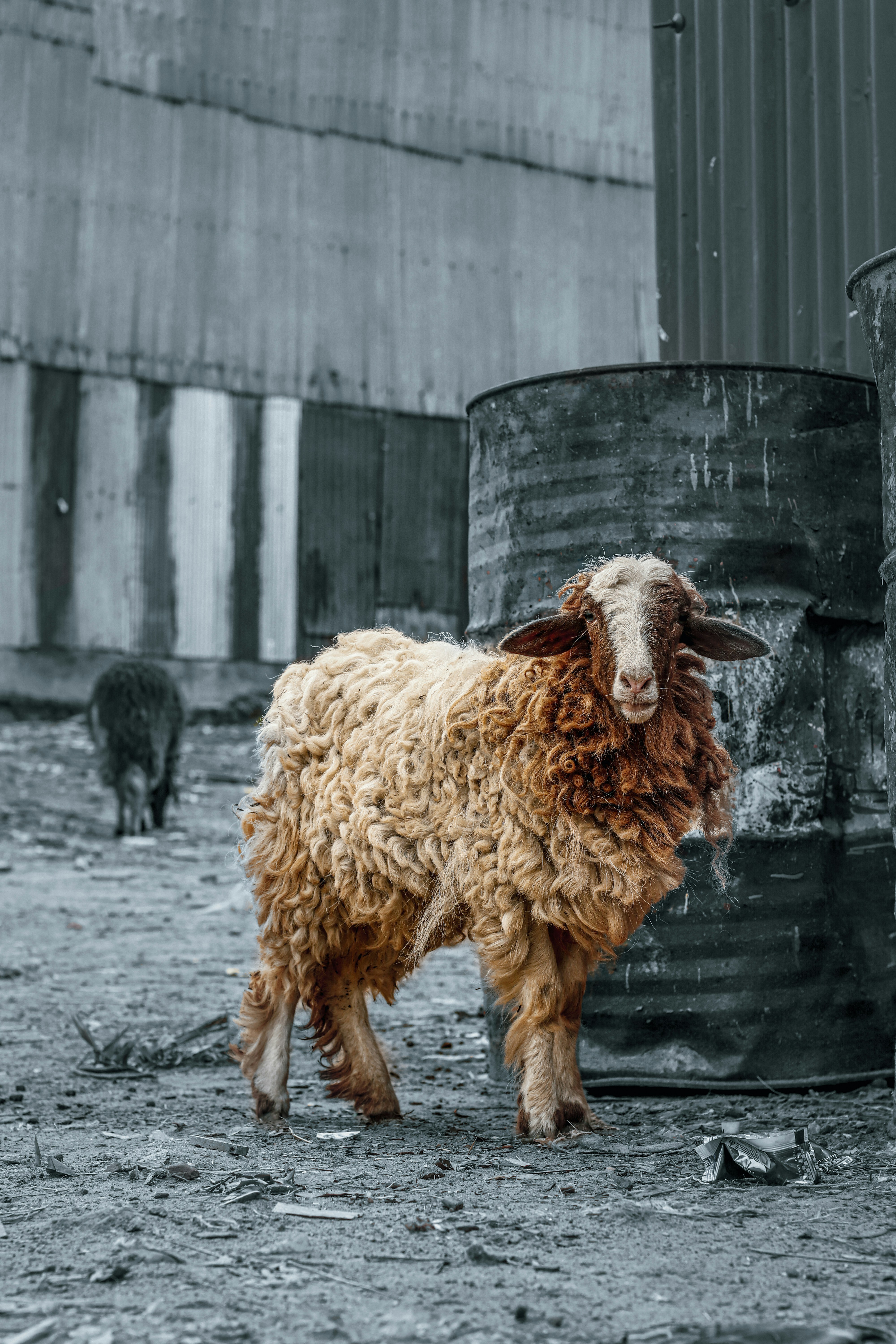 Aged Farmyard Sentinel: Brown Sheep by the Rain-Soaked Barrel
