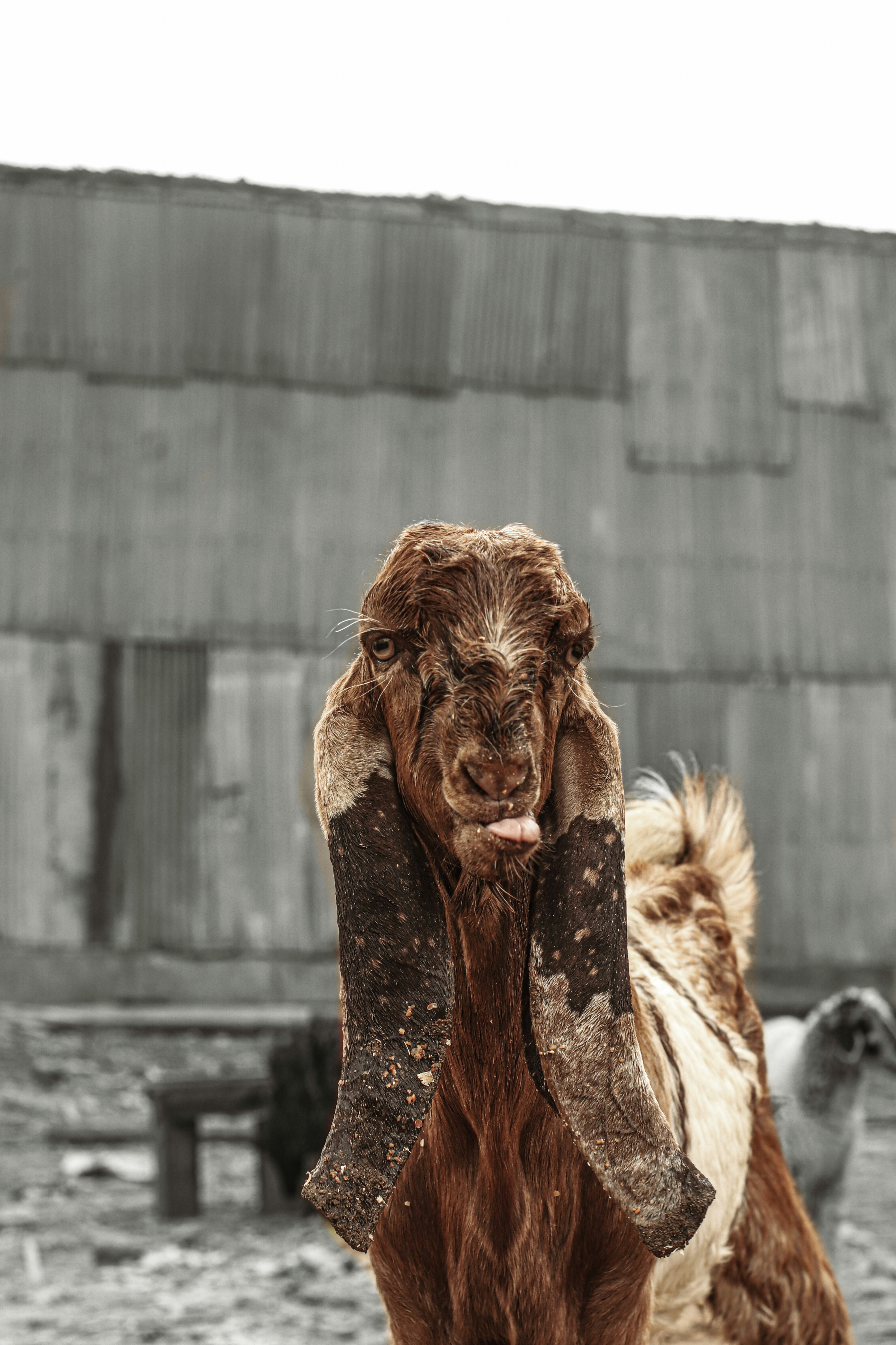 a brown horse with a long mane