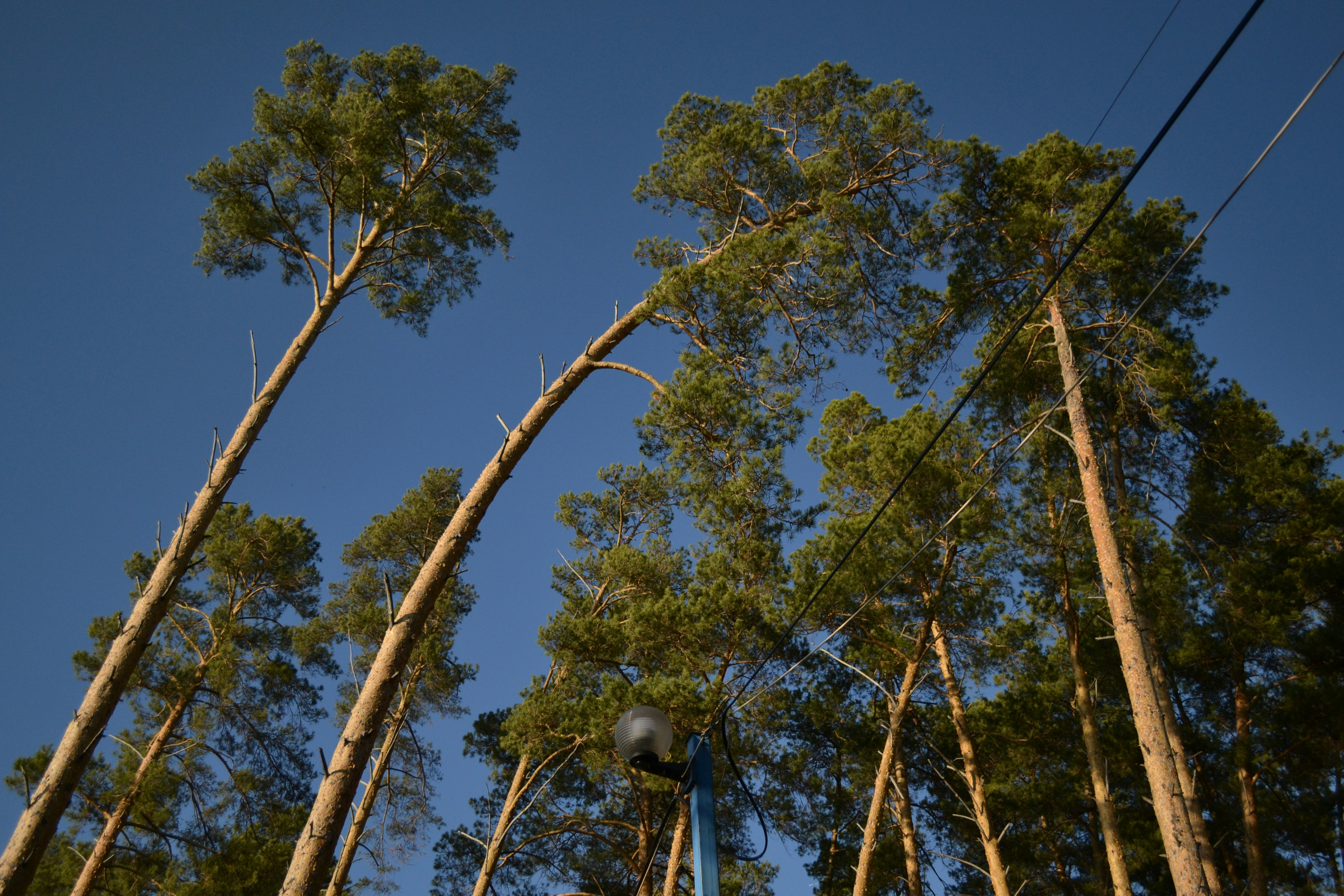 Leaning Sentinels: Pines Reach Toward a Cerulean Sky