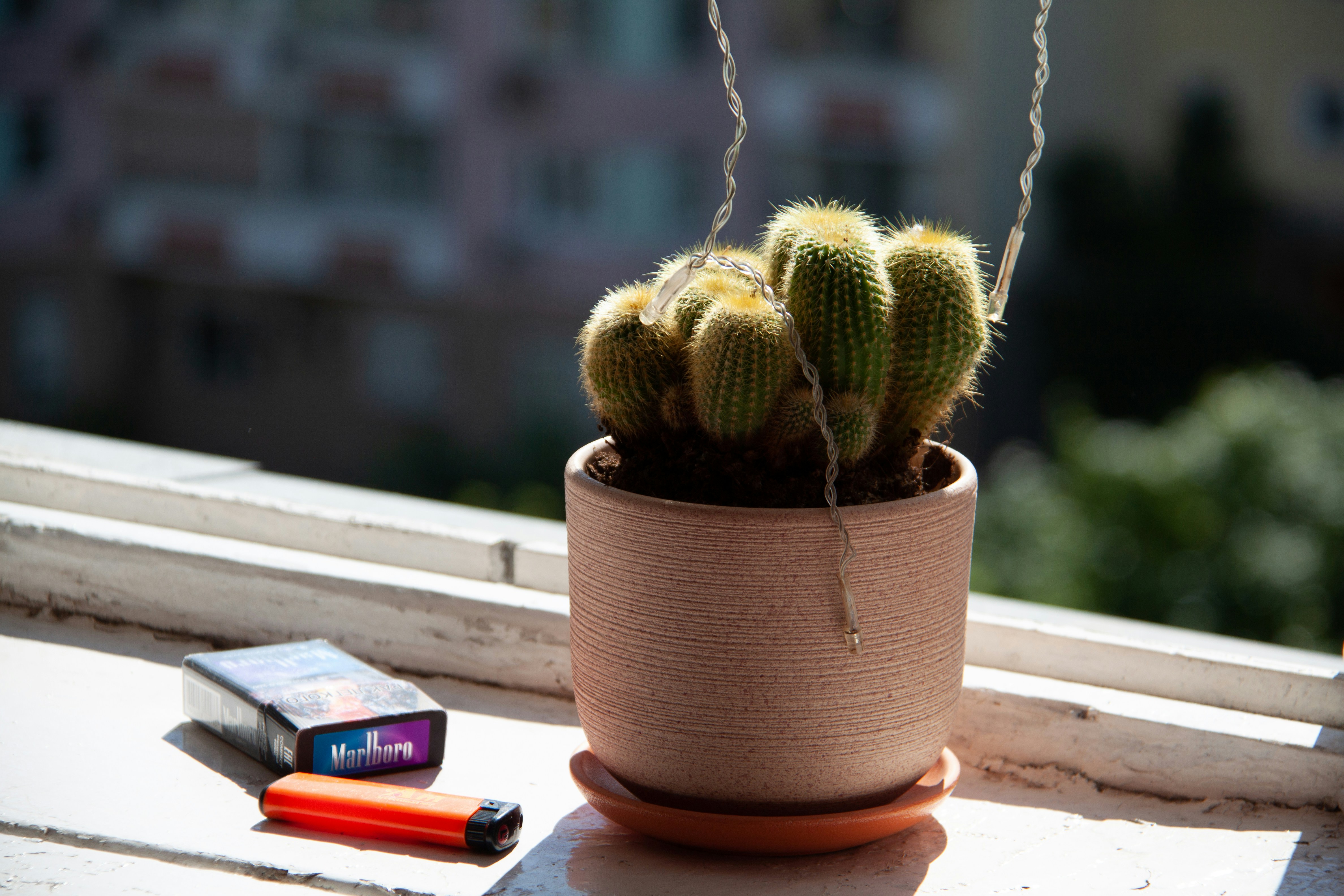 Sunlit balcony cactus beside a Marlboro pack and red lighter on a weathered sill