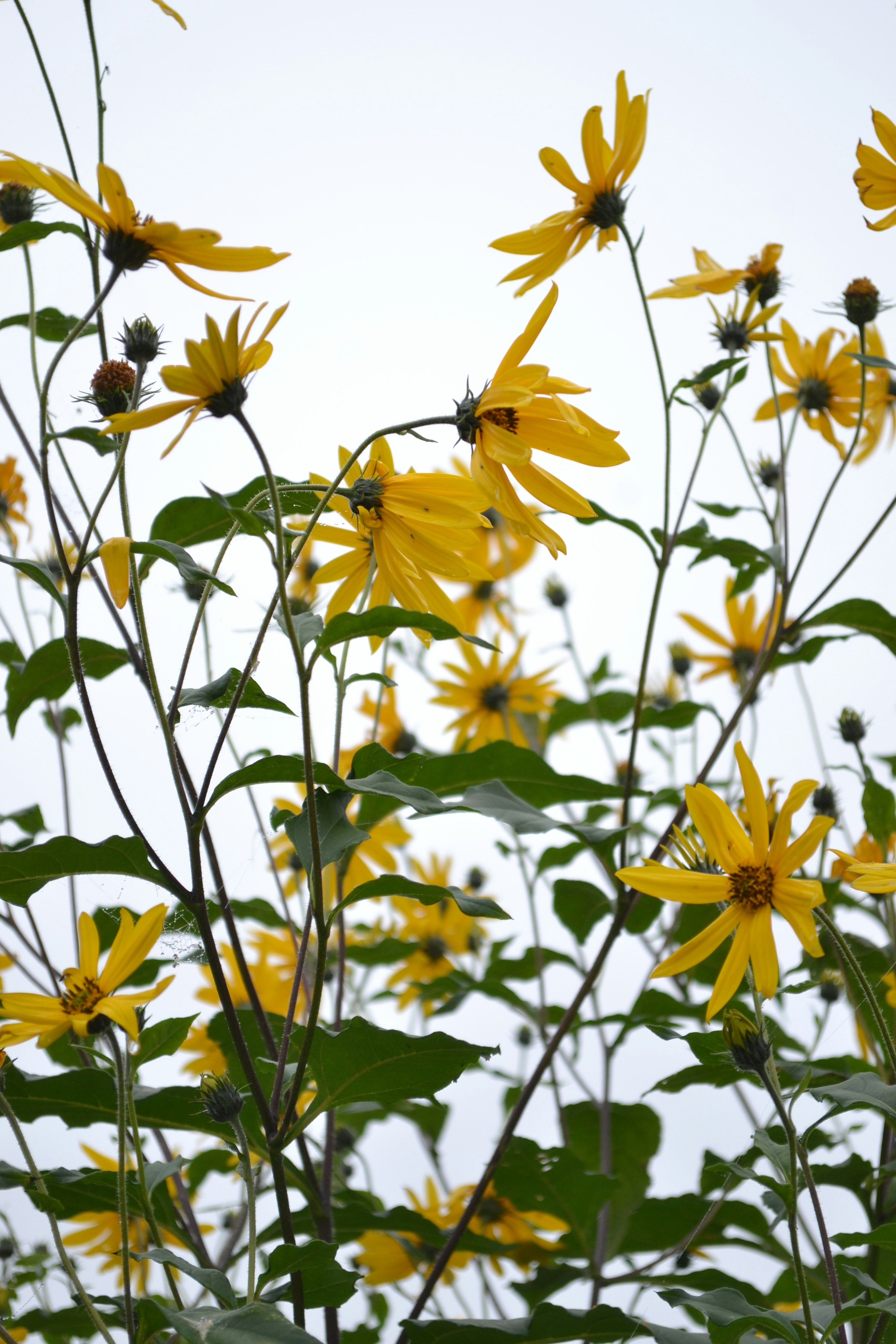Sunlit Yellow Daisies Reaching Toward a Pale Sky