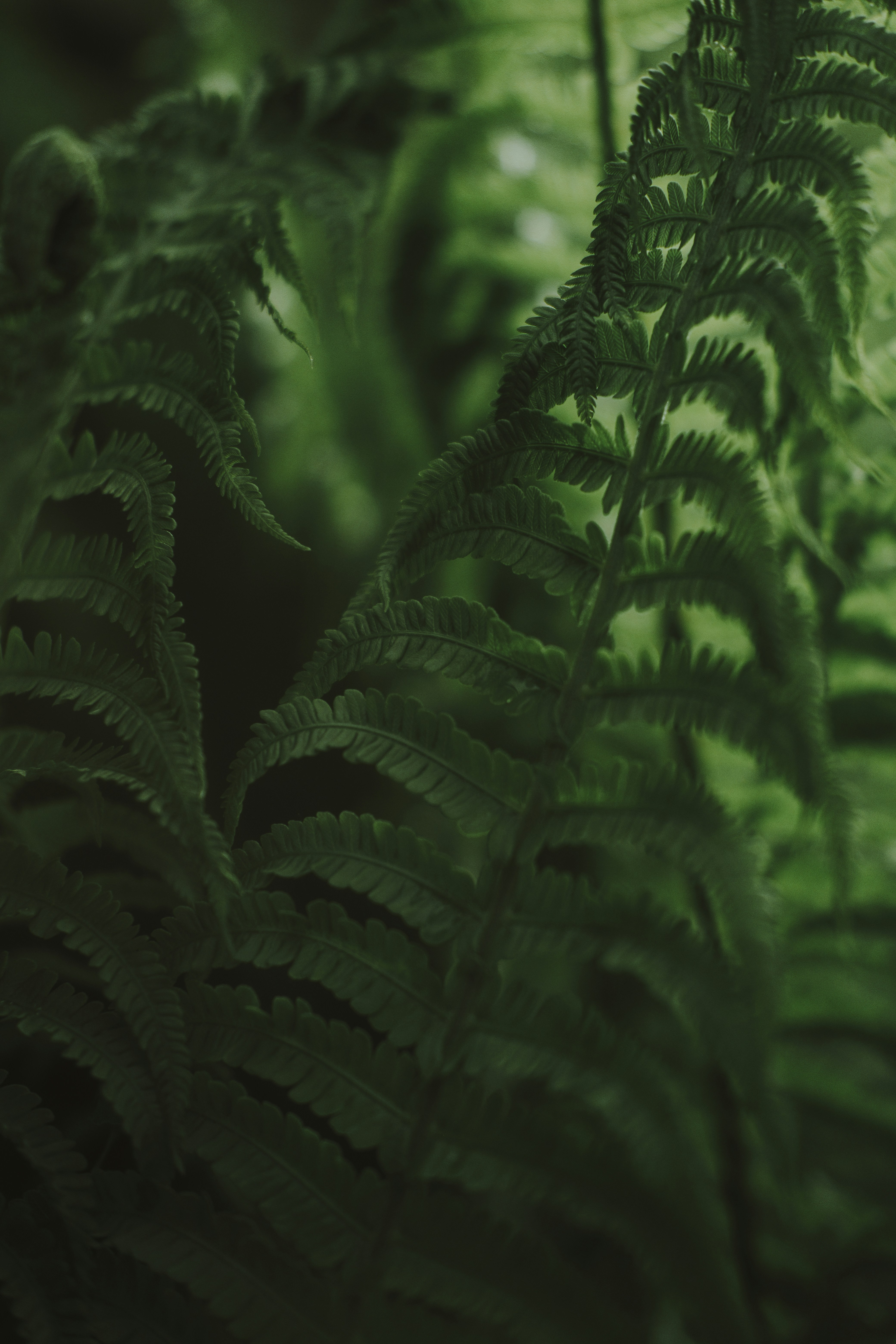 Green Aesthetics Pictures | Download Free Images on Unsplash
