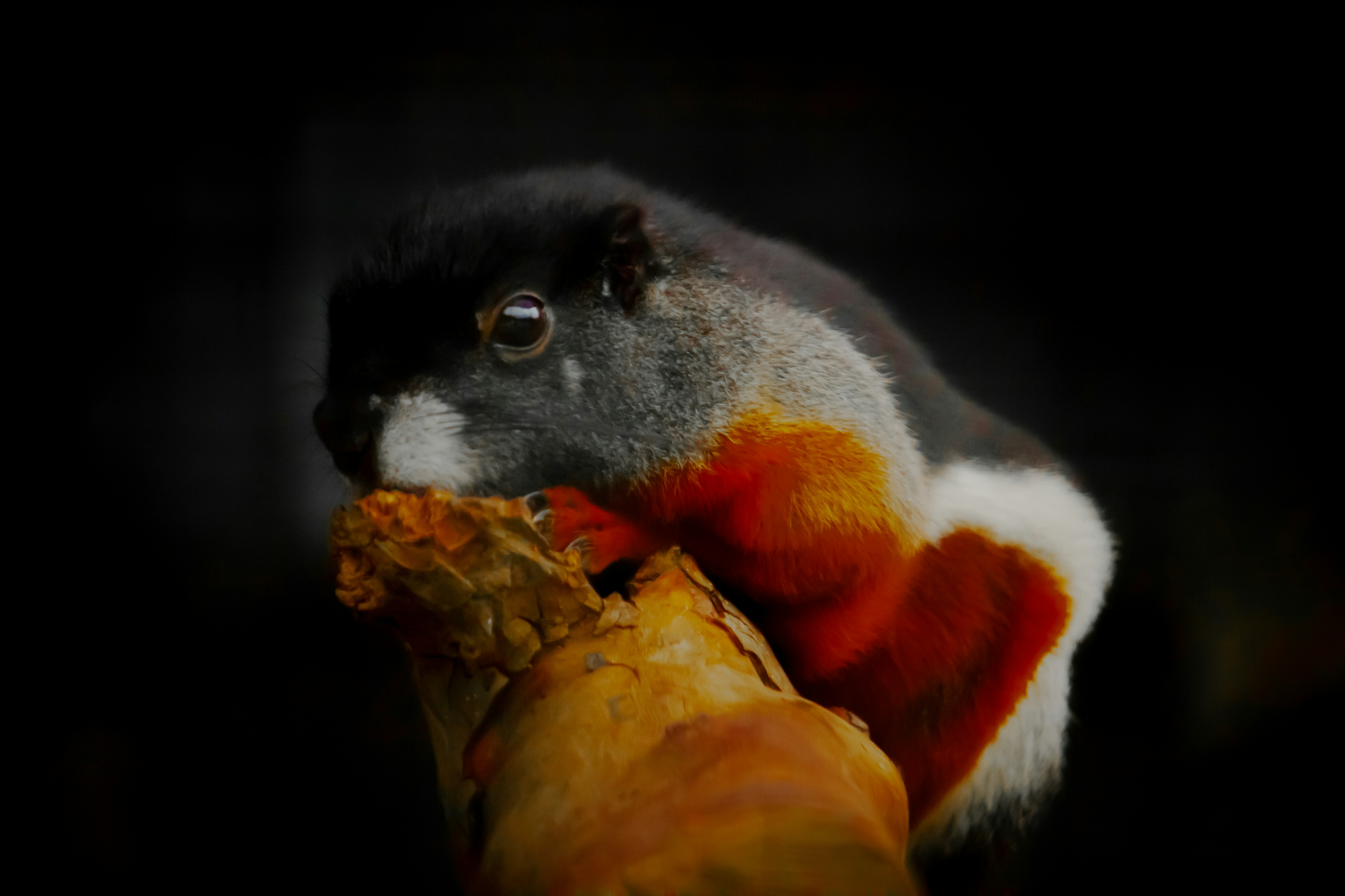 A small animal eating a piece of food photo – Free Indonesia Image on ...