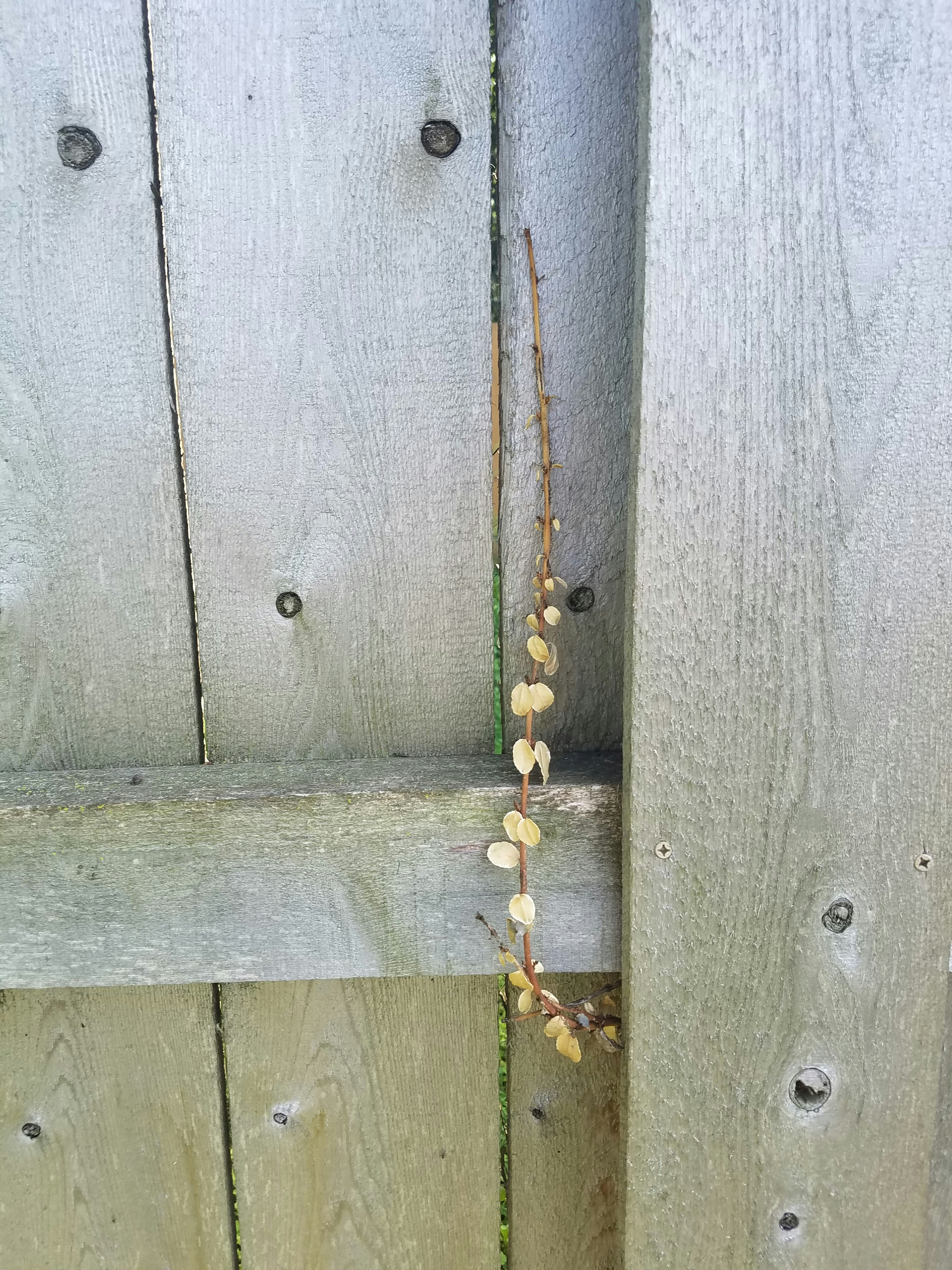 Vine Climber: A Delicate Green Thread Through Weathered Fence Slats