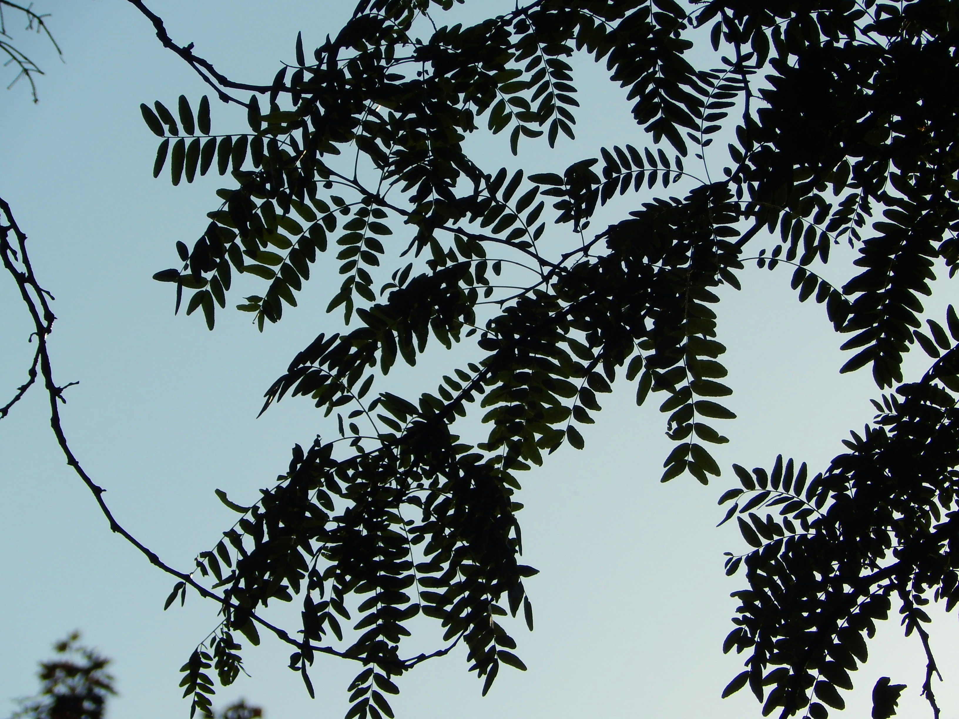 Silhouetted tree branches with delicate leaves against a clear sky.