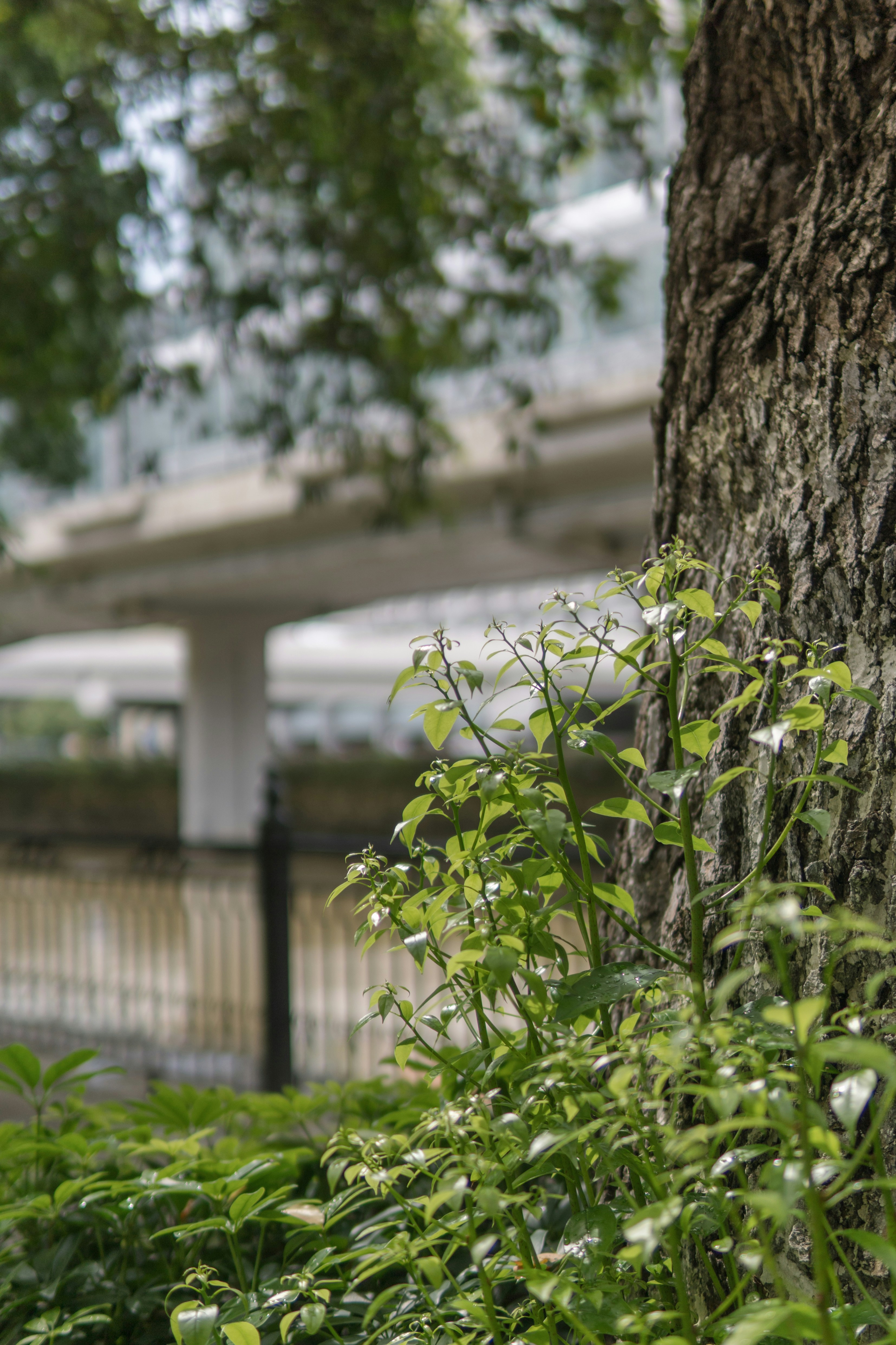 Growth at the Base of an Old Tree with Urban Backdrop
