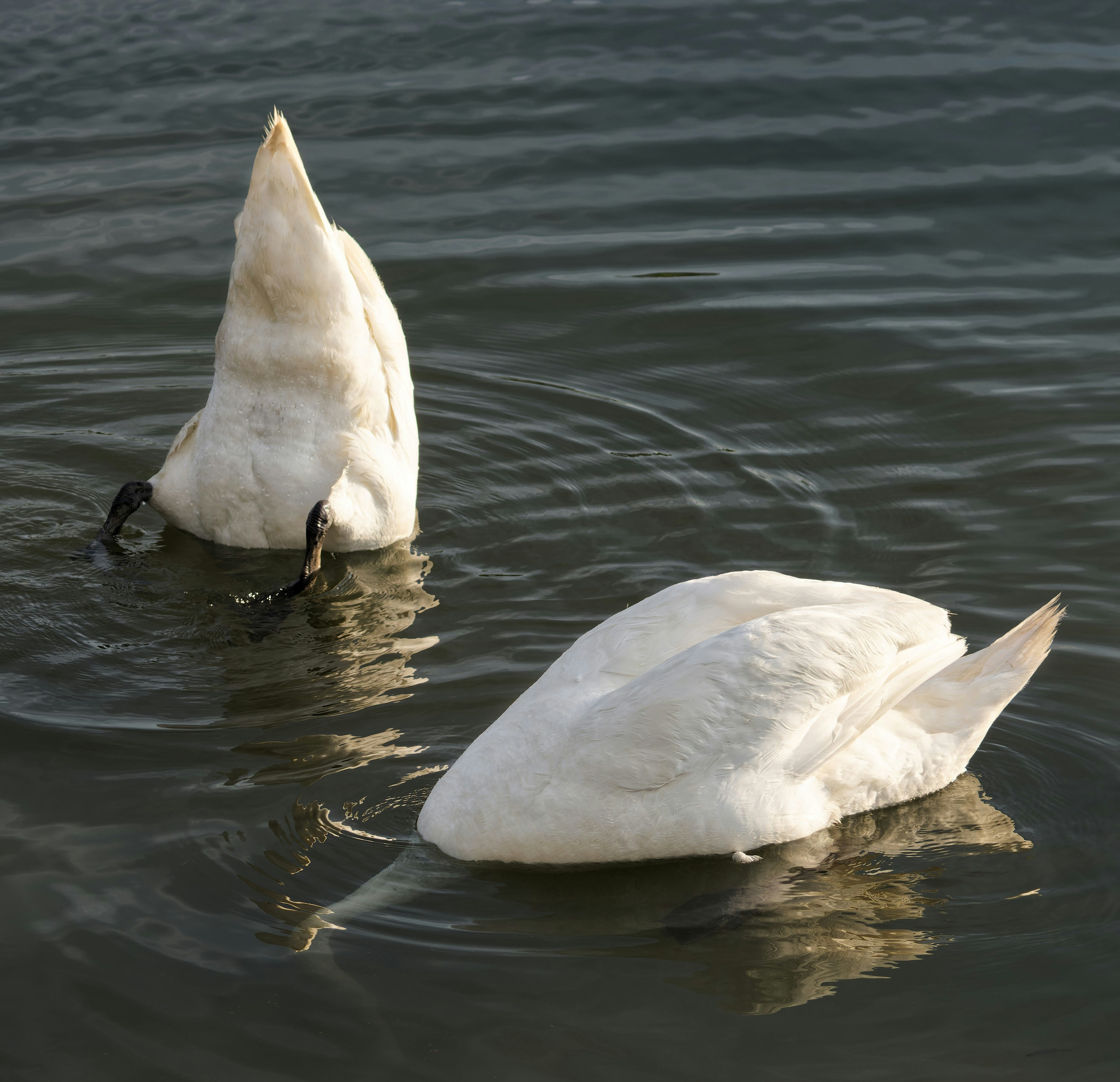 Whispers of White: A Swan's Quiet Dip in Calm Water