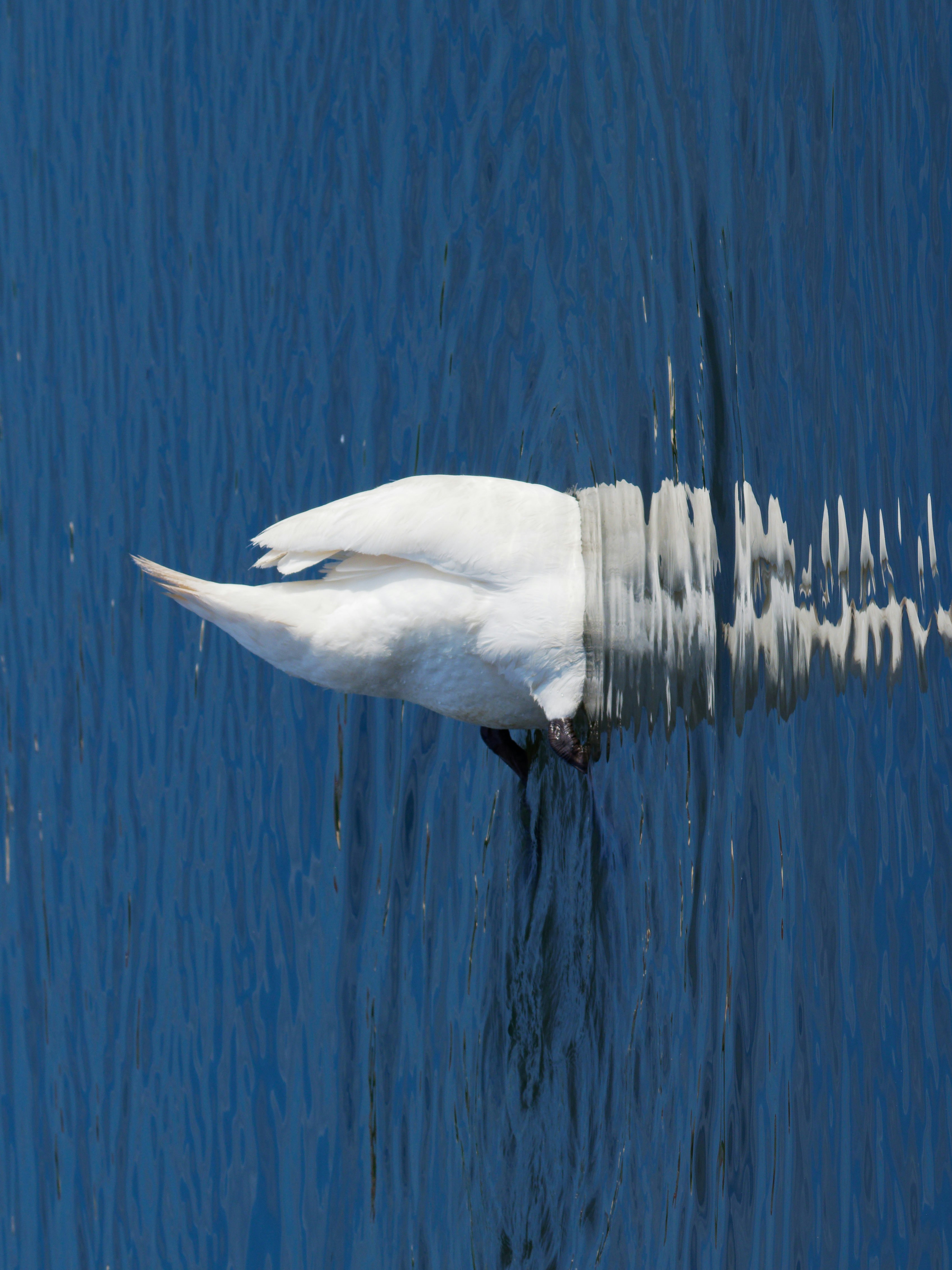 a white bird swimming in water