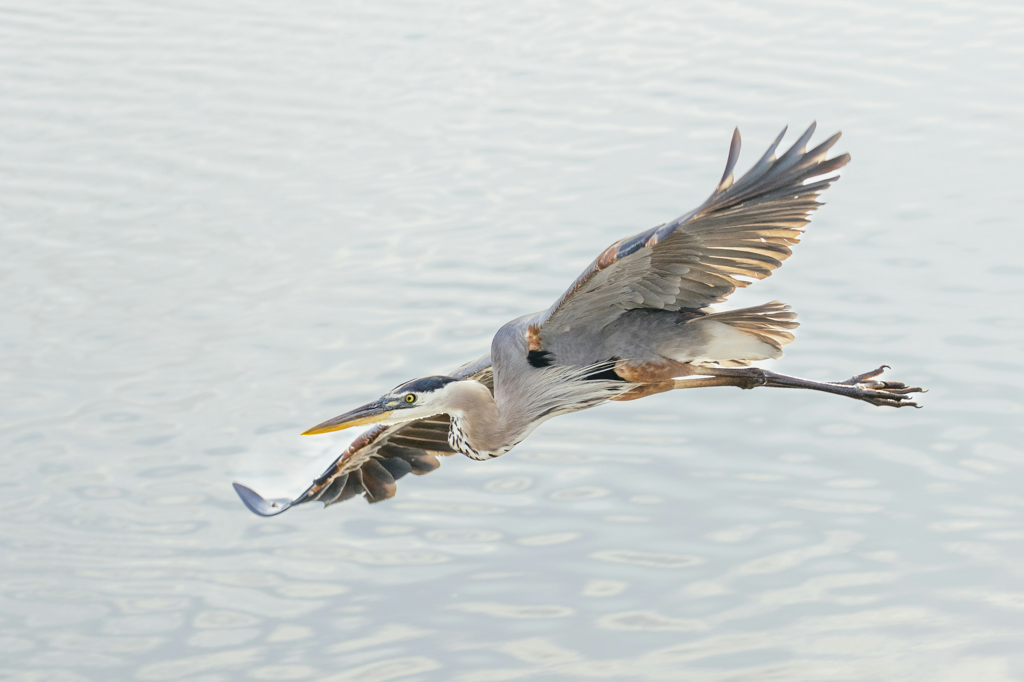 A great blue heron gliding effortlessly above the shimmering water surface, showcasing its majestic wingspan.