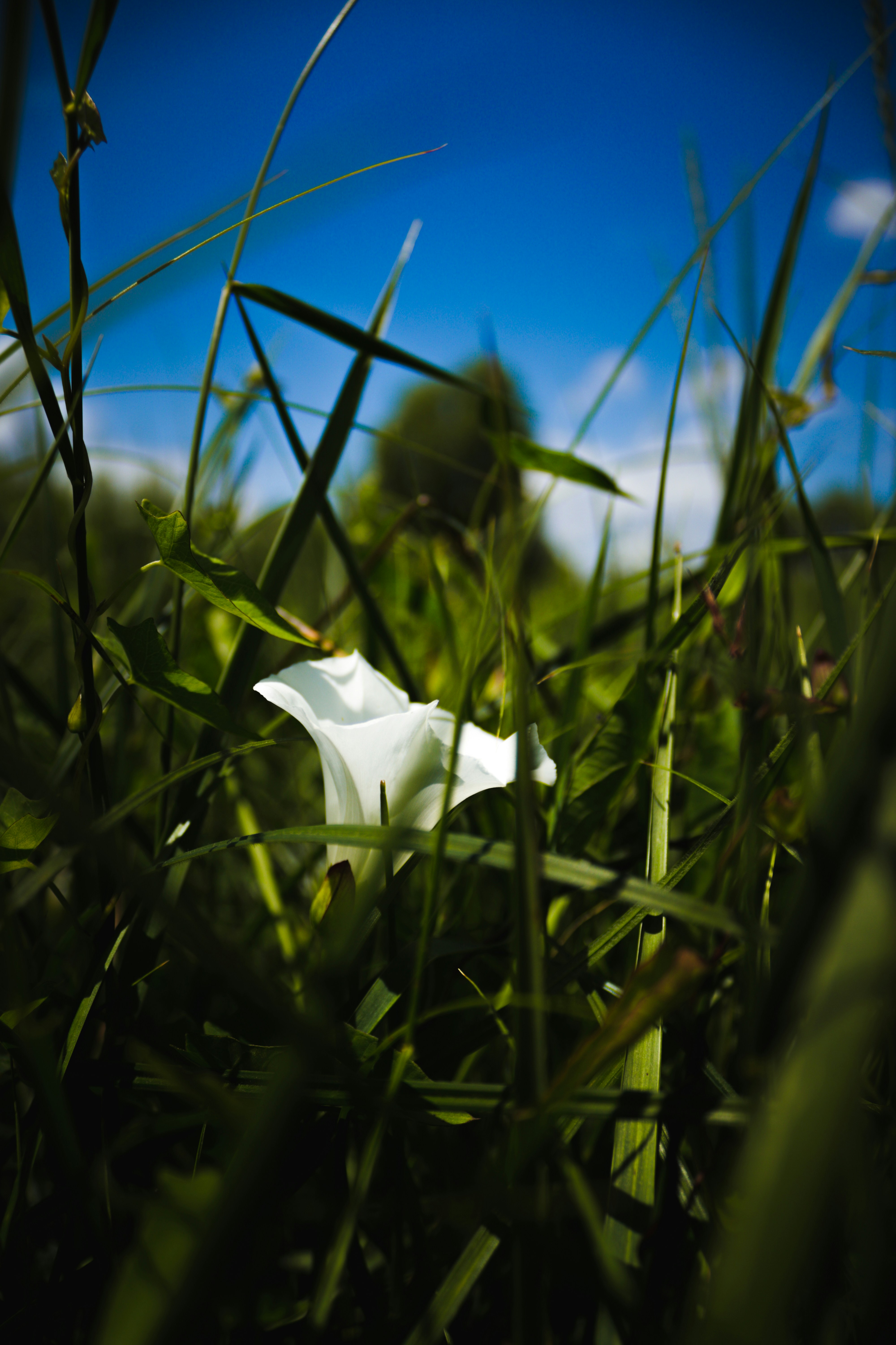 White Calla in a Meadow: Sunrise Light Through Tall Grass