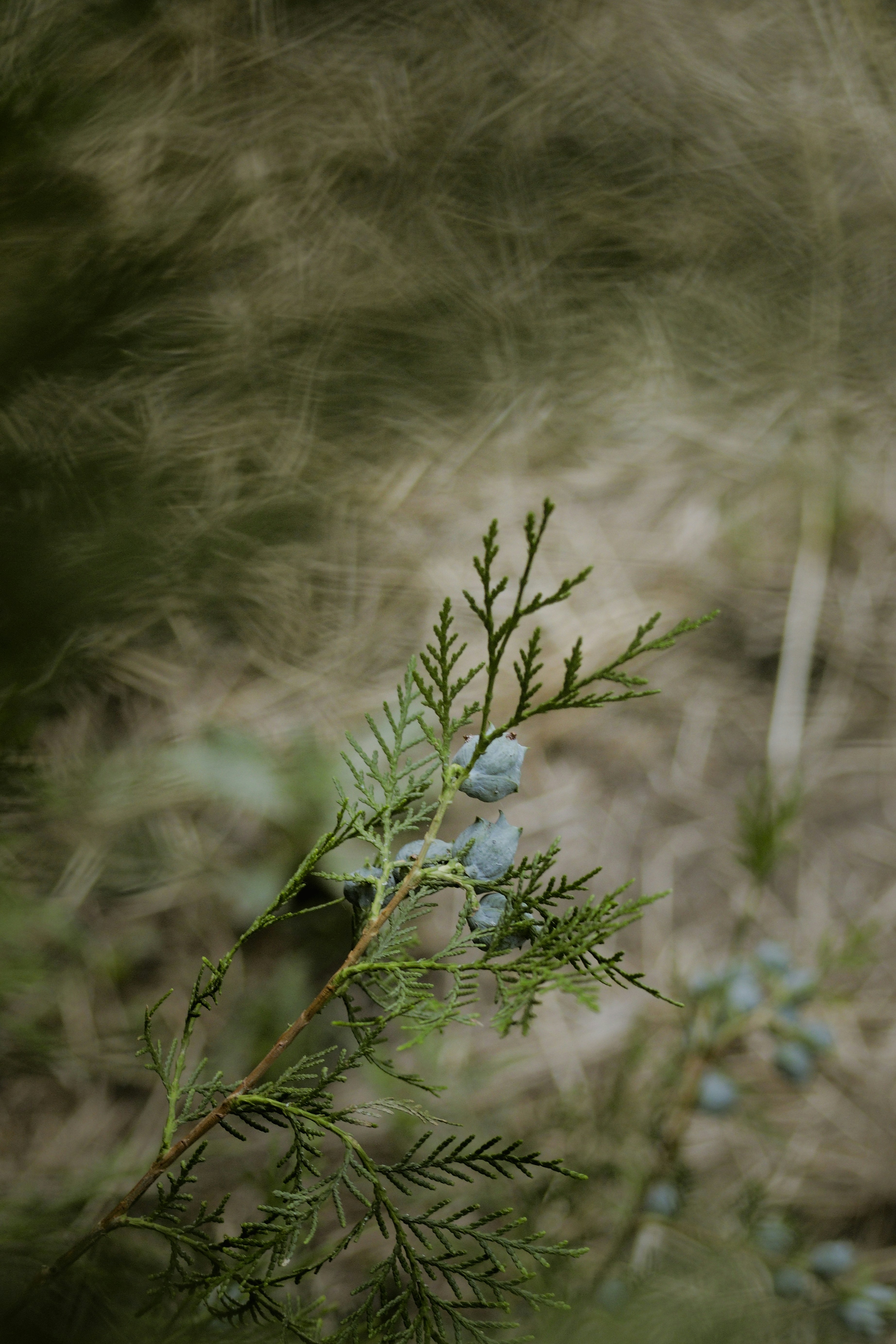 a close up of a plant