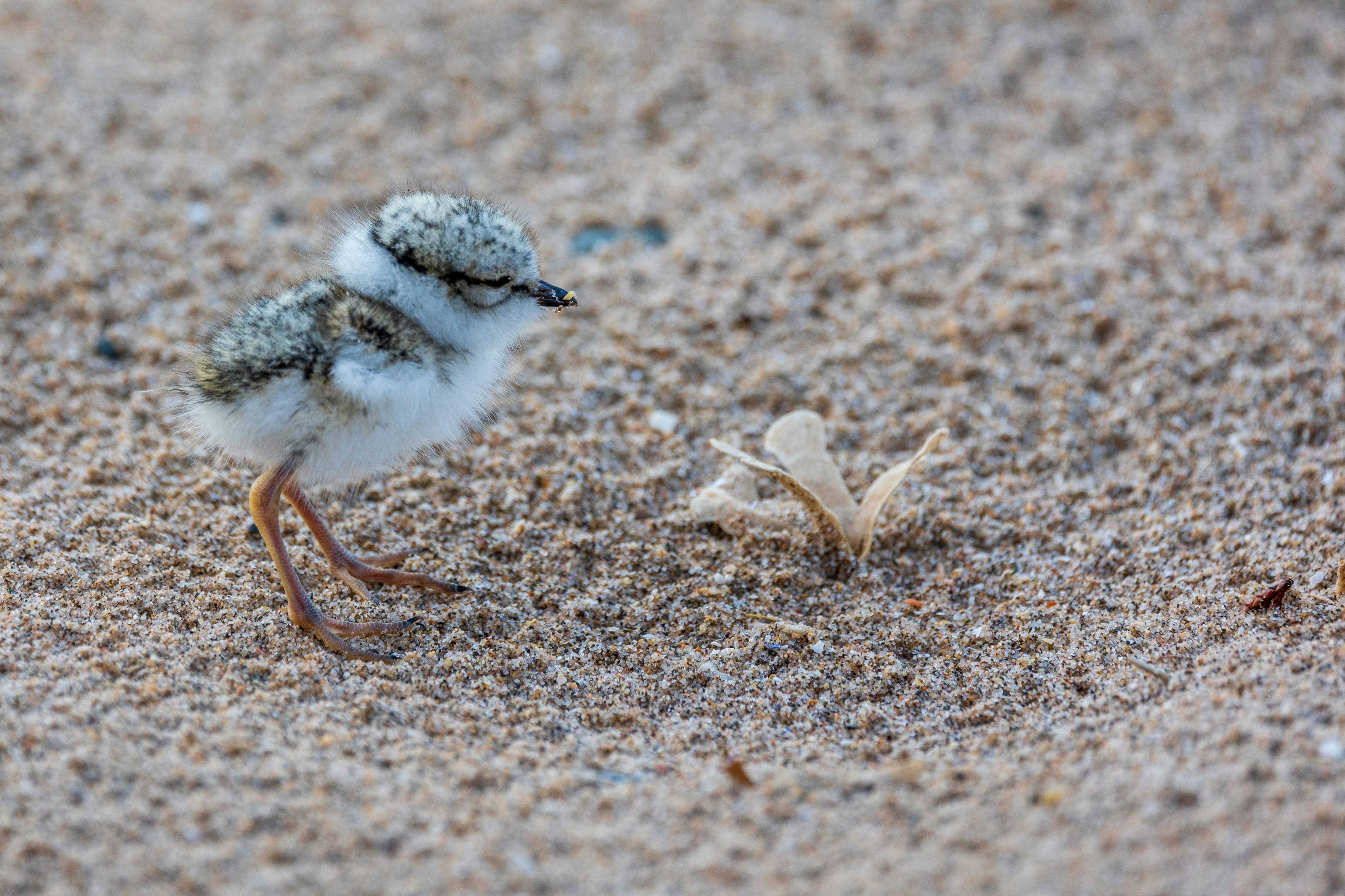 First Steps on Sand: A Fluffy Beach Chick Takes a Curious Pause
