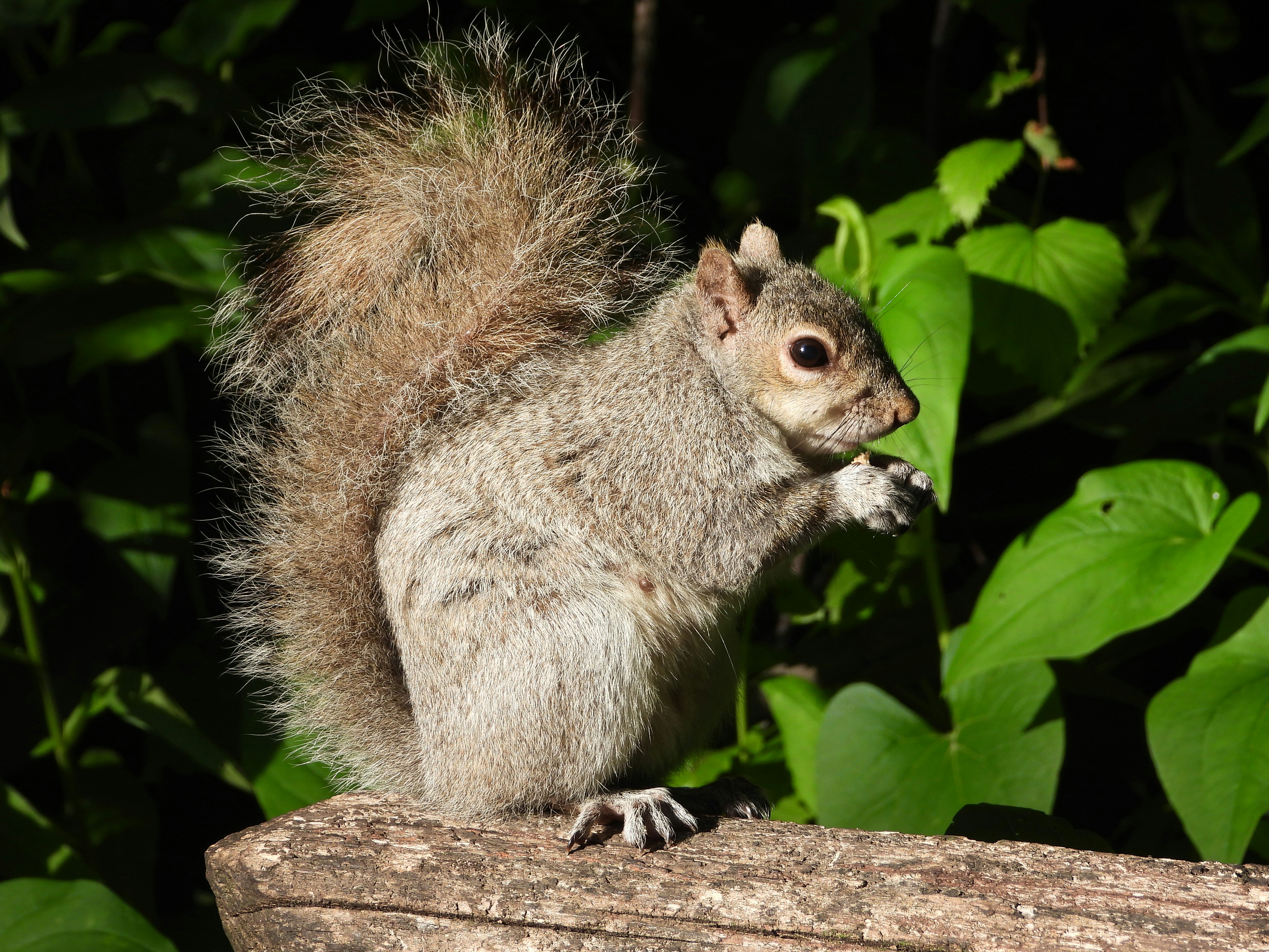 A gray squirrel perched on a wooden log, nibbling on a snack amidst vibrant green foliage.