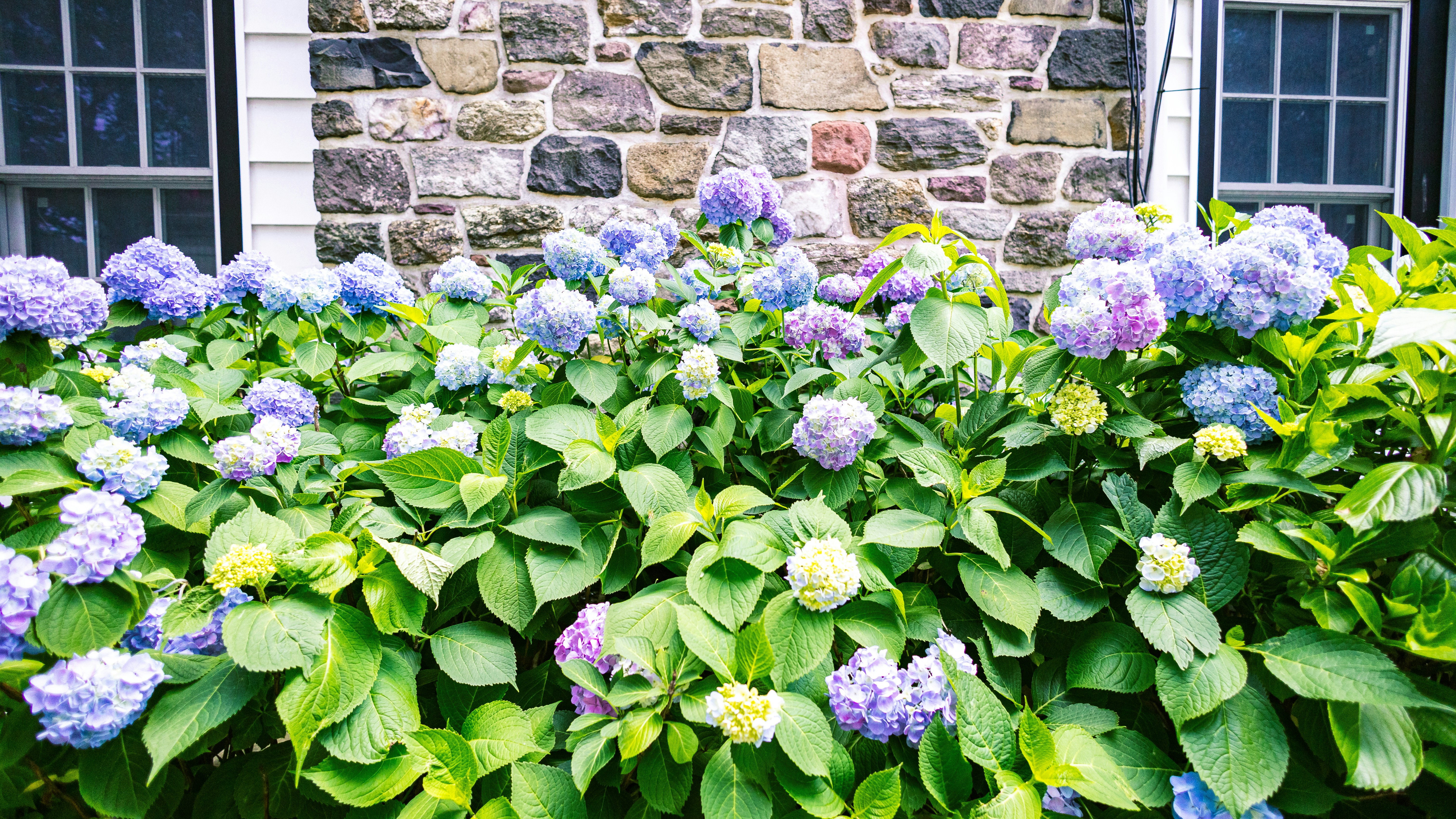 Hydrangea Curtain Framing a Stone-Faced House