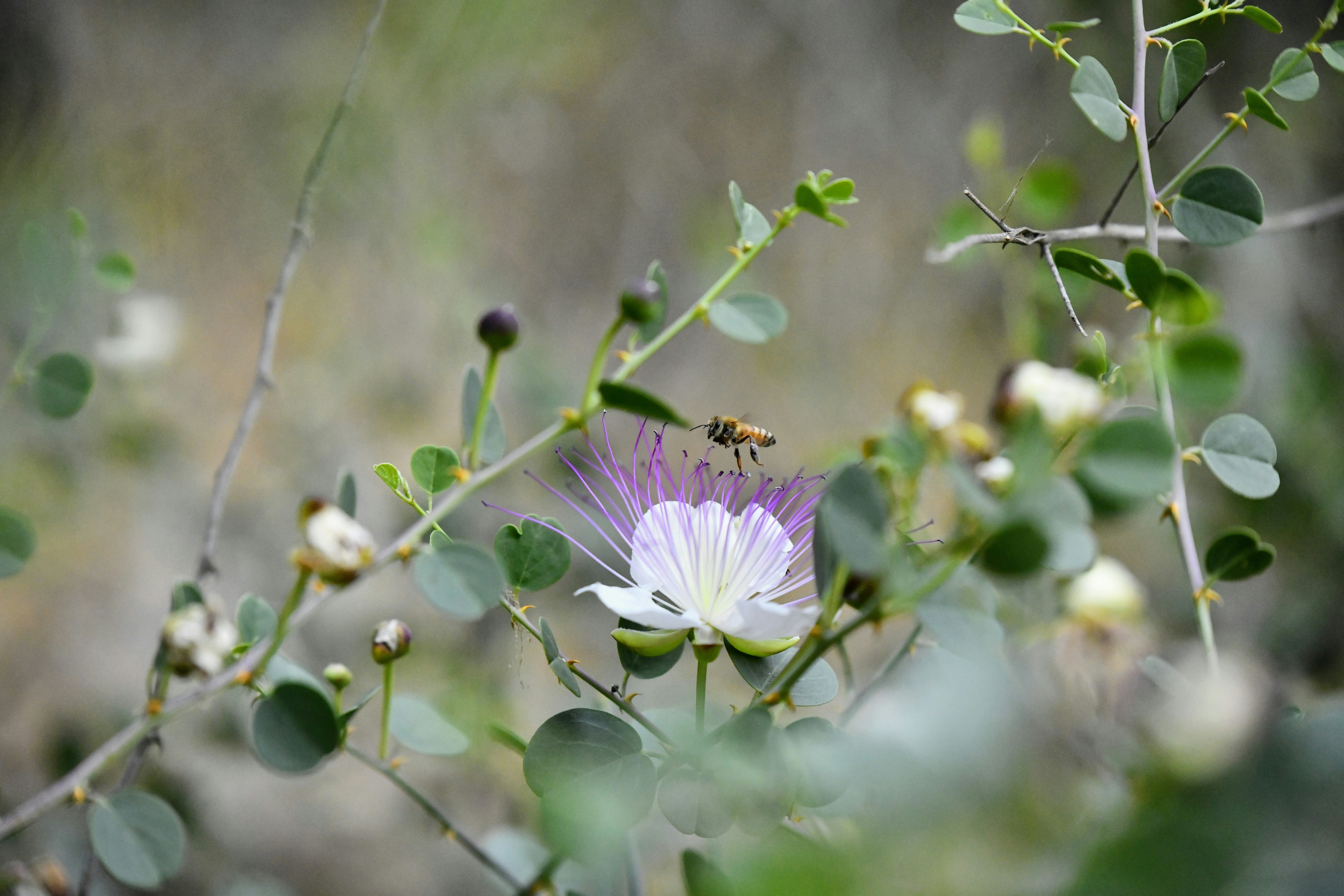 I was walking through the forest when I came upon a flowering passion fruit plant that was swarming with bees. 