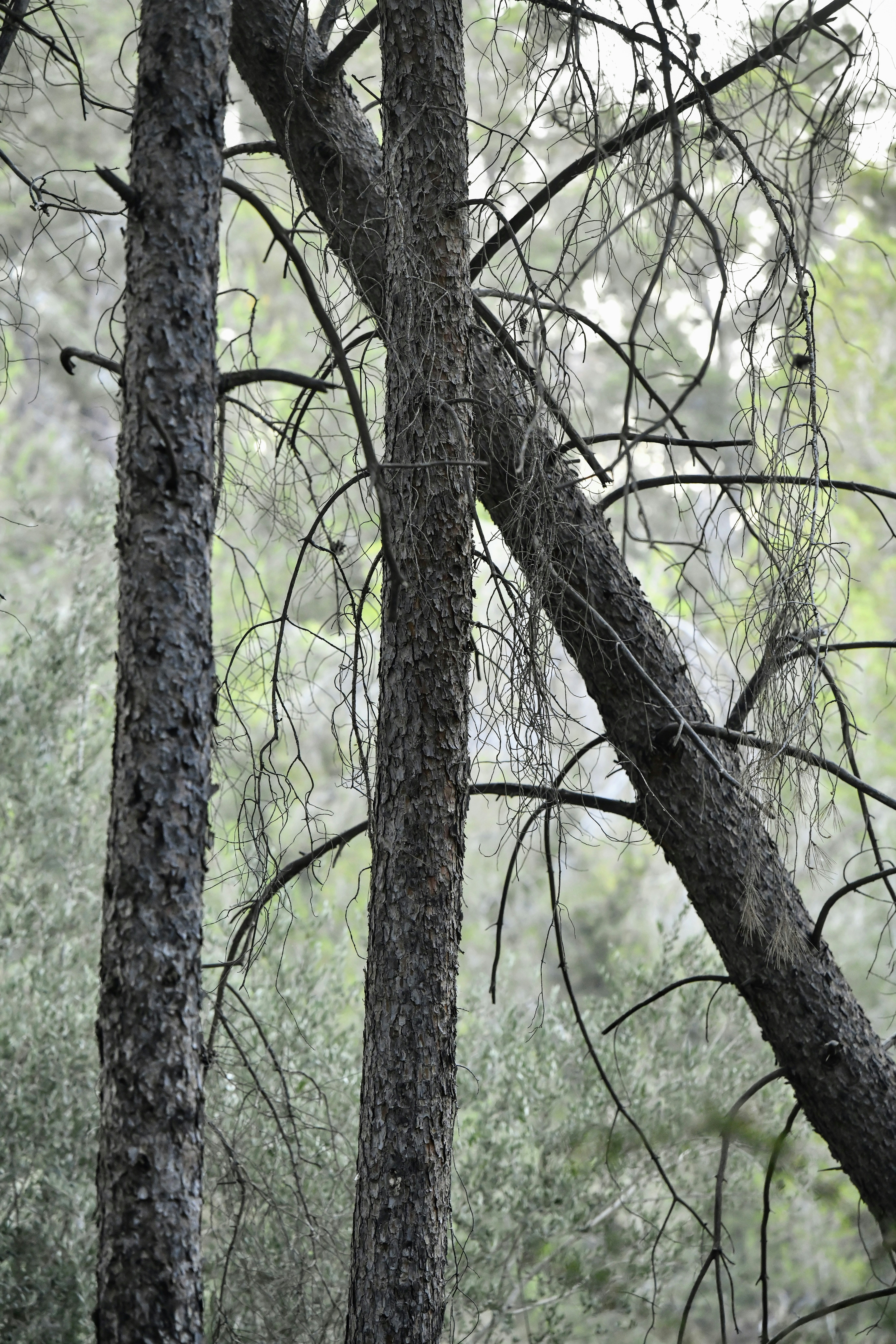 While I was out for a walk in the forest of the beaten path, I came across these 3 pine trees grouped together. It almost felt as if they had a secrete that they were sharing.
