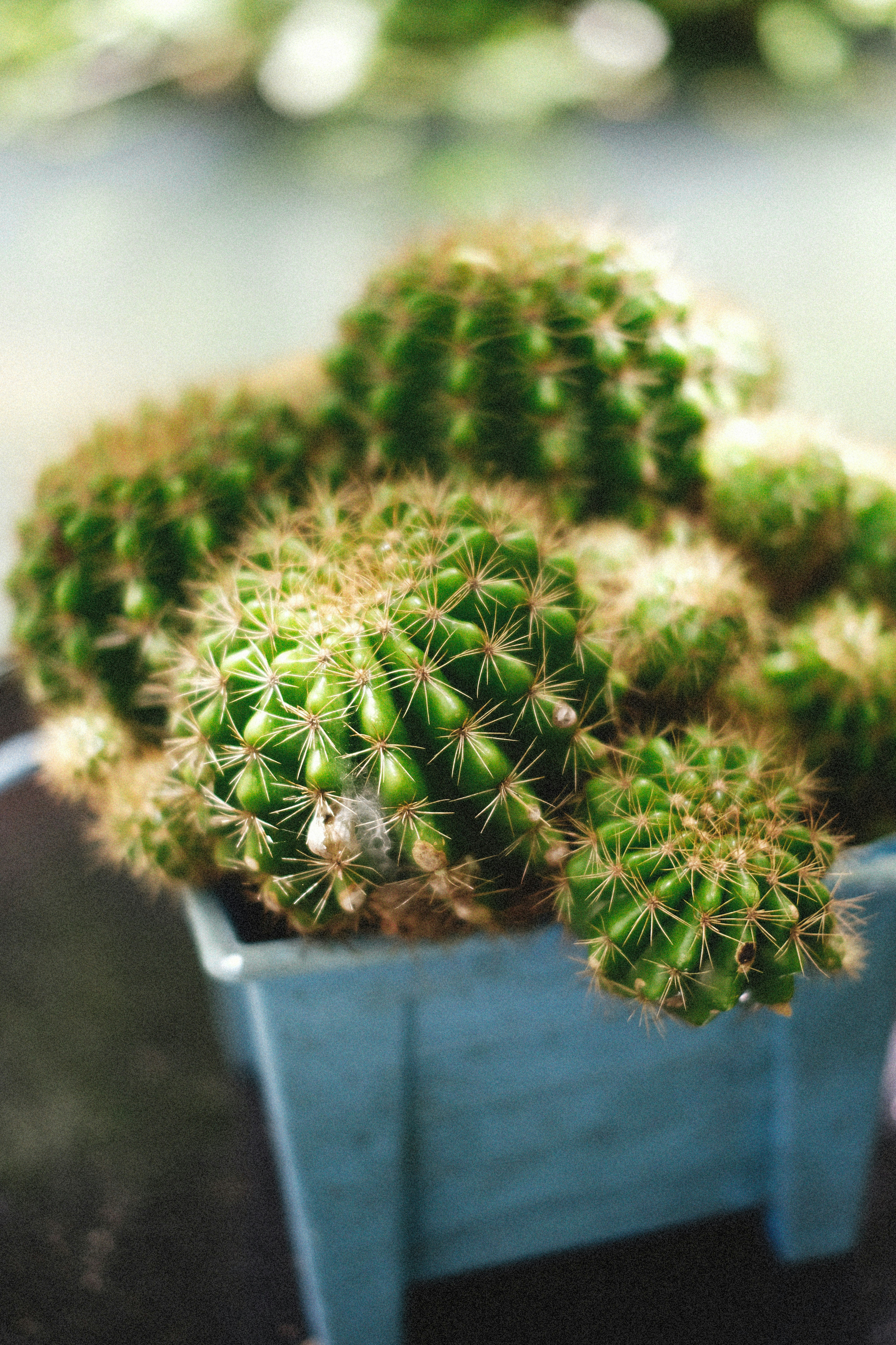 a small cactus in a pot