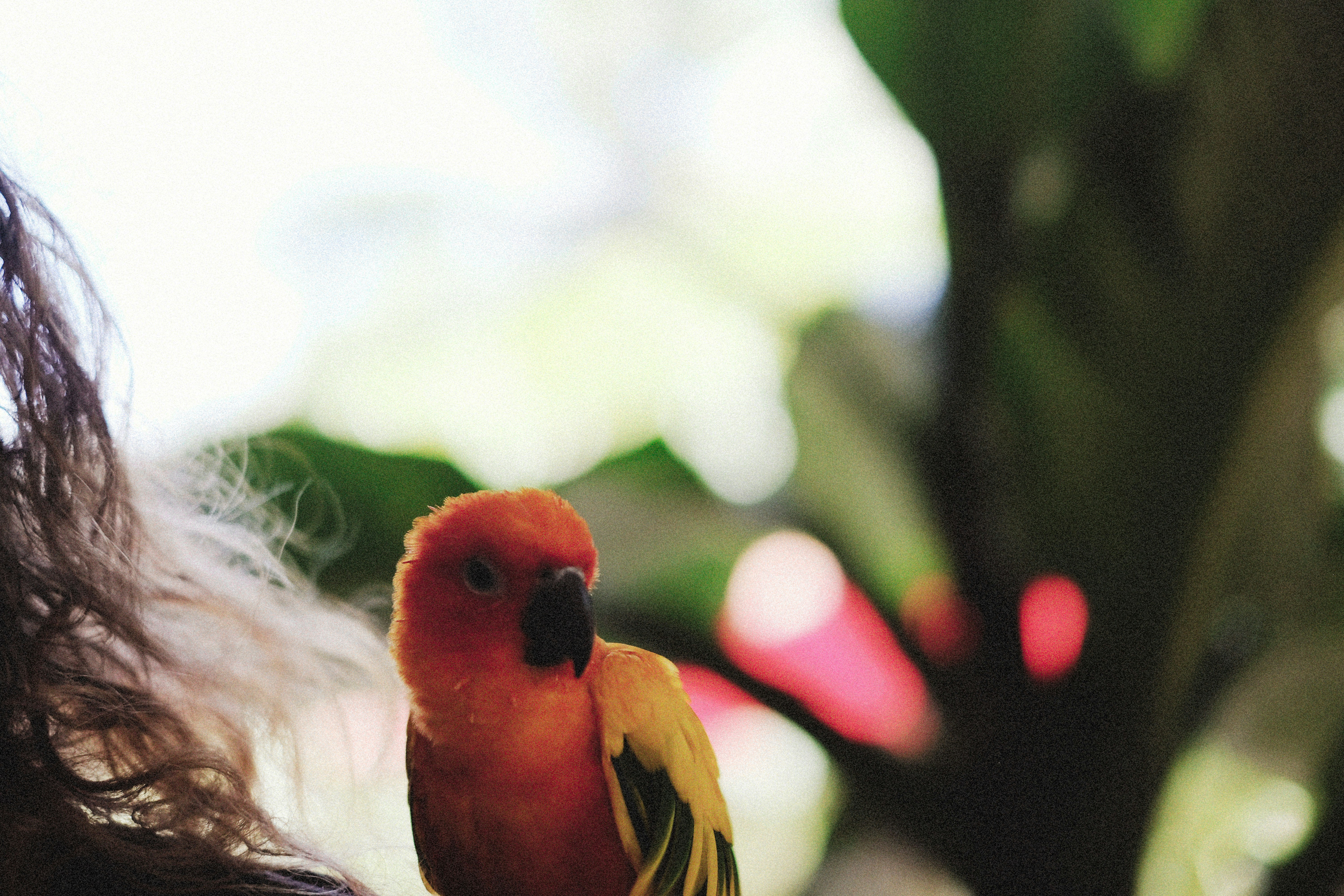 Colorful sun conure perched amidst lush greenery, showcasing its vivid plumage and curious expression.