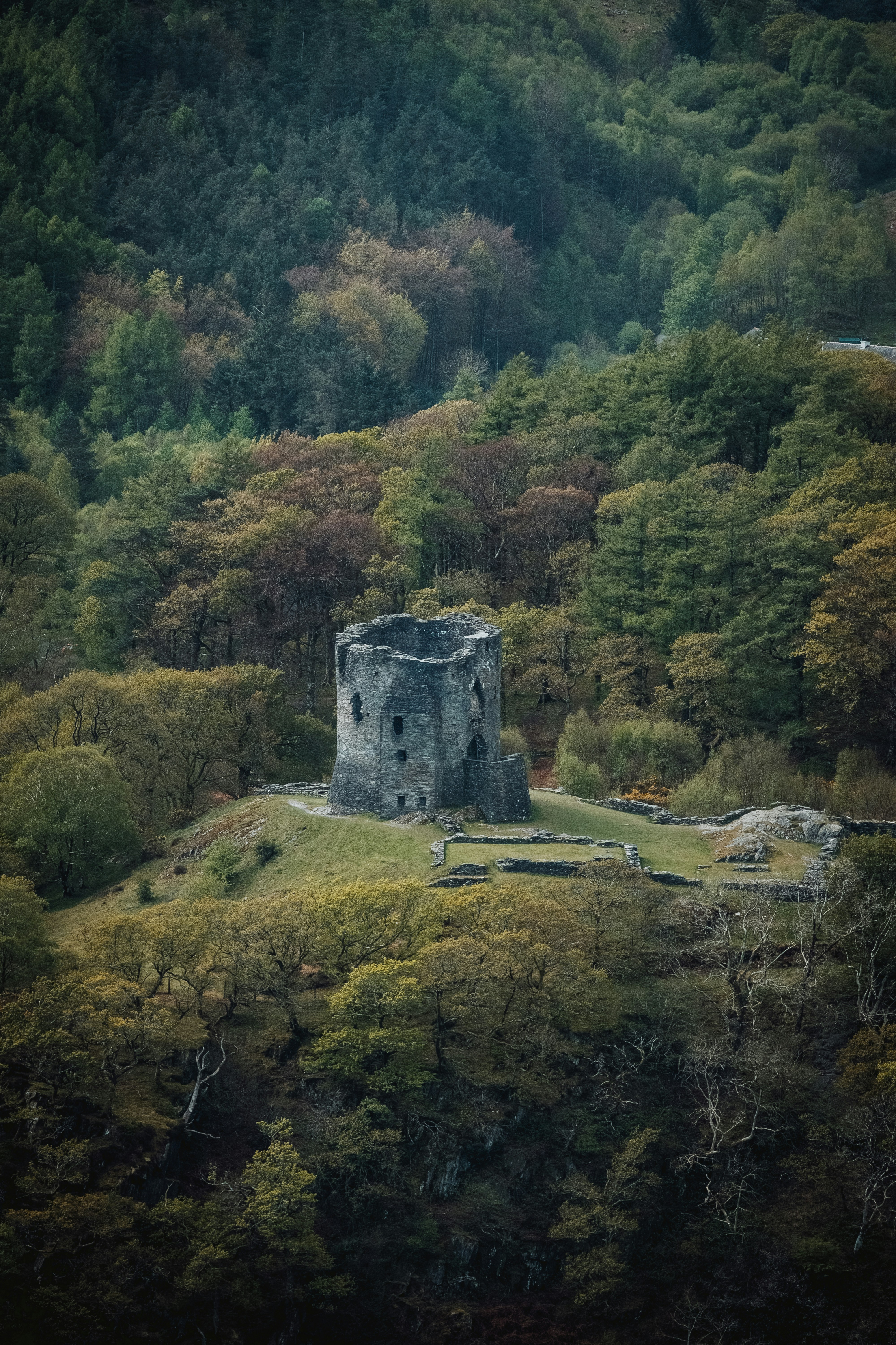 Echoes of Time: The Ruins Amidst the Forest