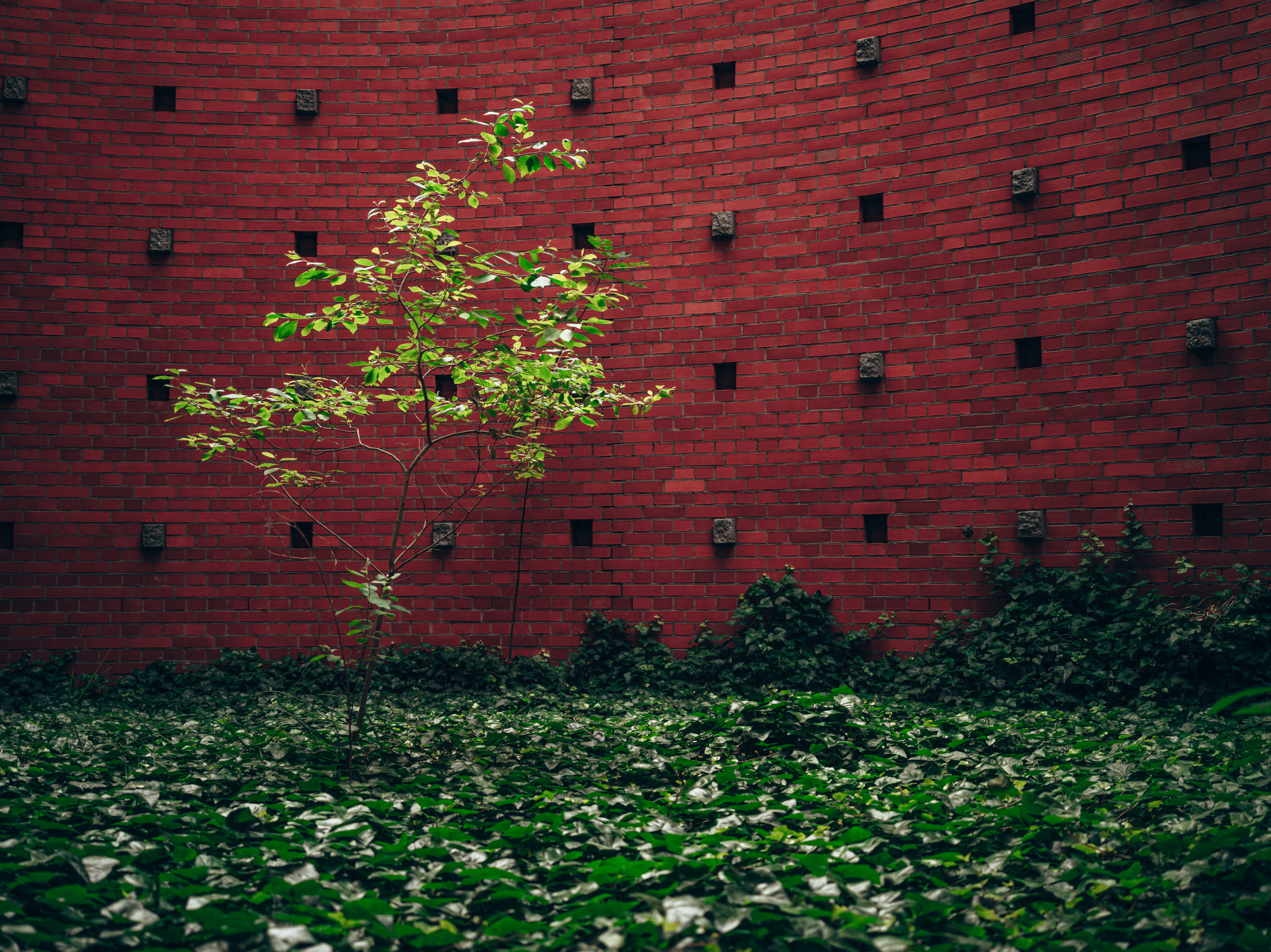 Lone Sapling Against a Red Brick Wall: Quiet Growth in Urban Light