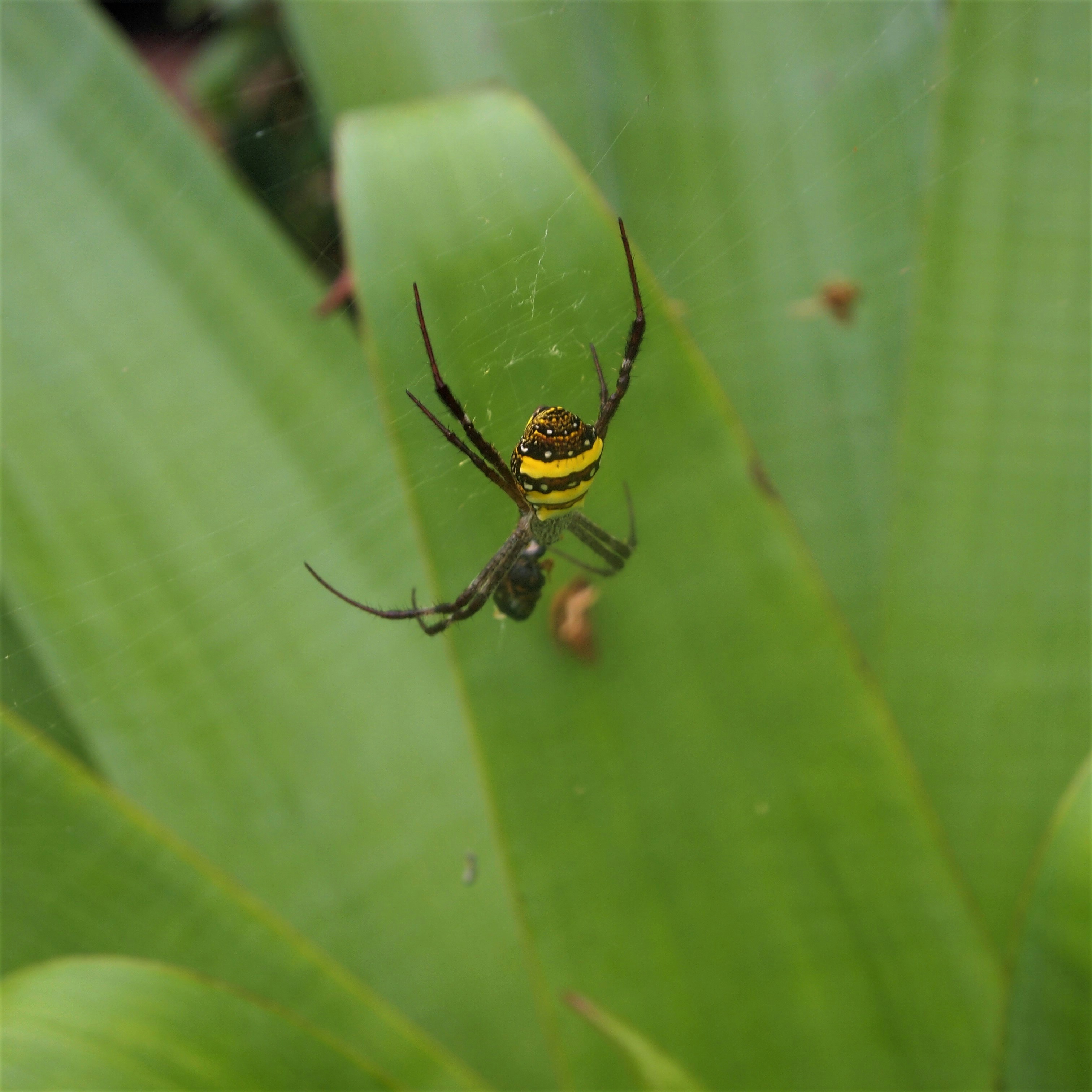 Yellow-and-Black Orb Weaver Suspended Among Green Leaves