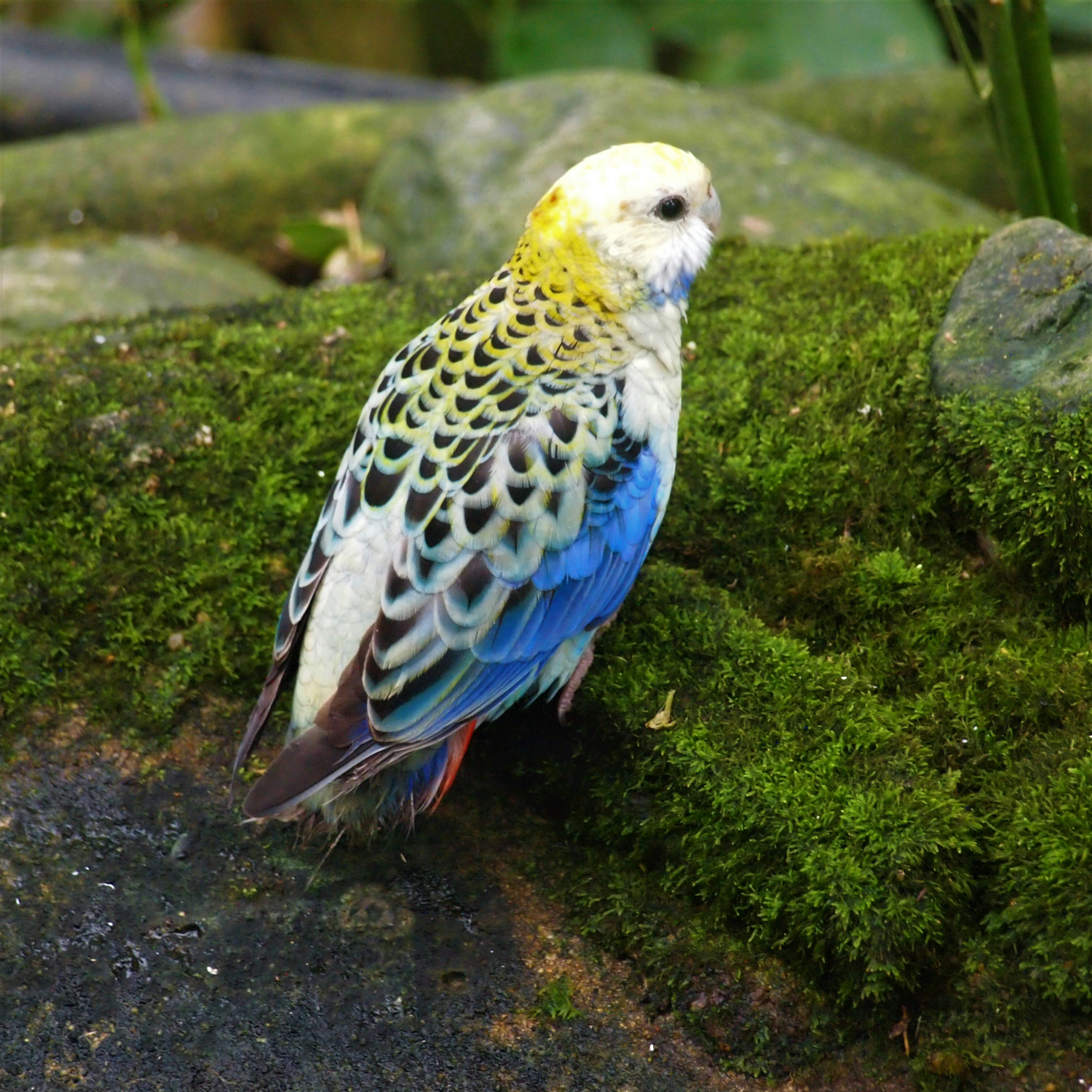 Budgerigar perched on a moss-covered rock, displaying blue and yellow plumage.