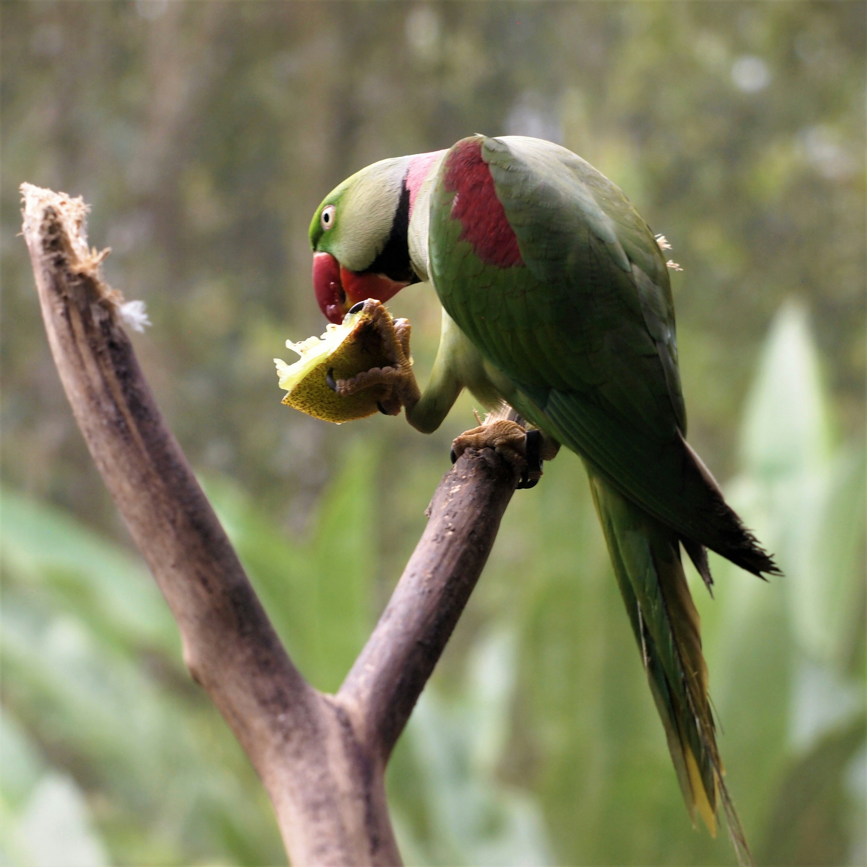 A bird eating a nut photo – Free Bird Image on Unsplash