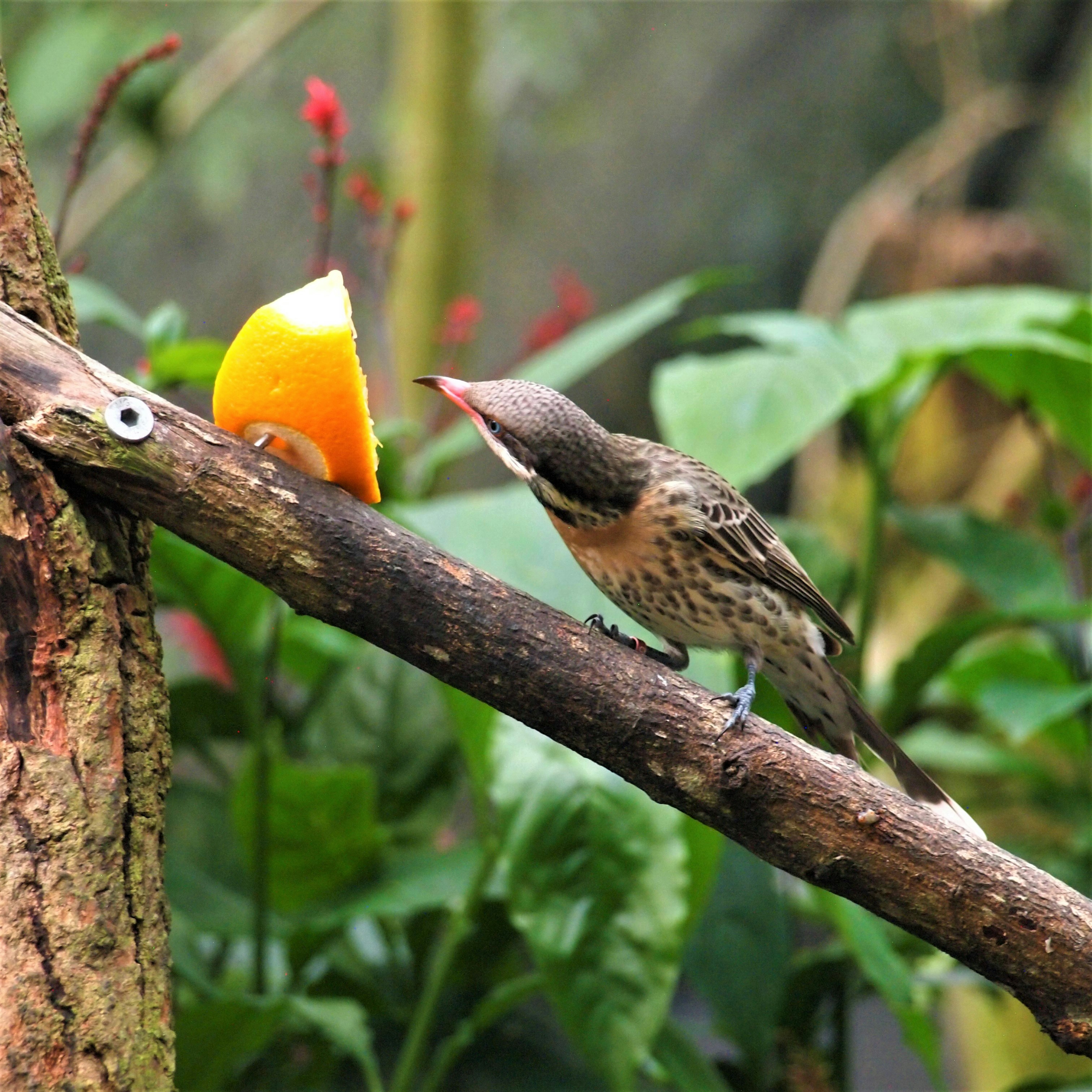 Citrus Rendezvous: A Speckled Bird Investigates an Orange Wedge
