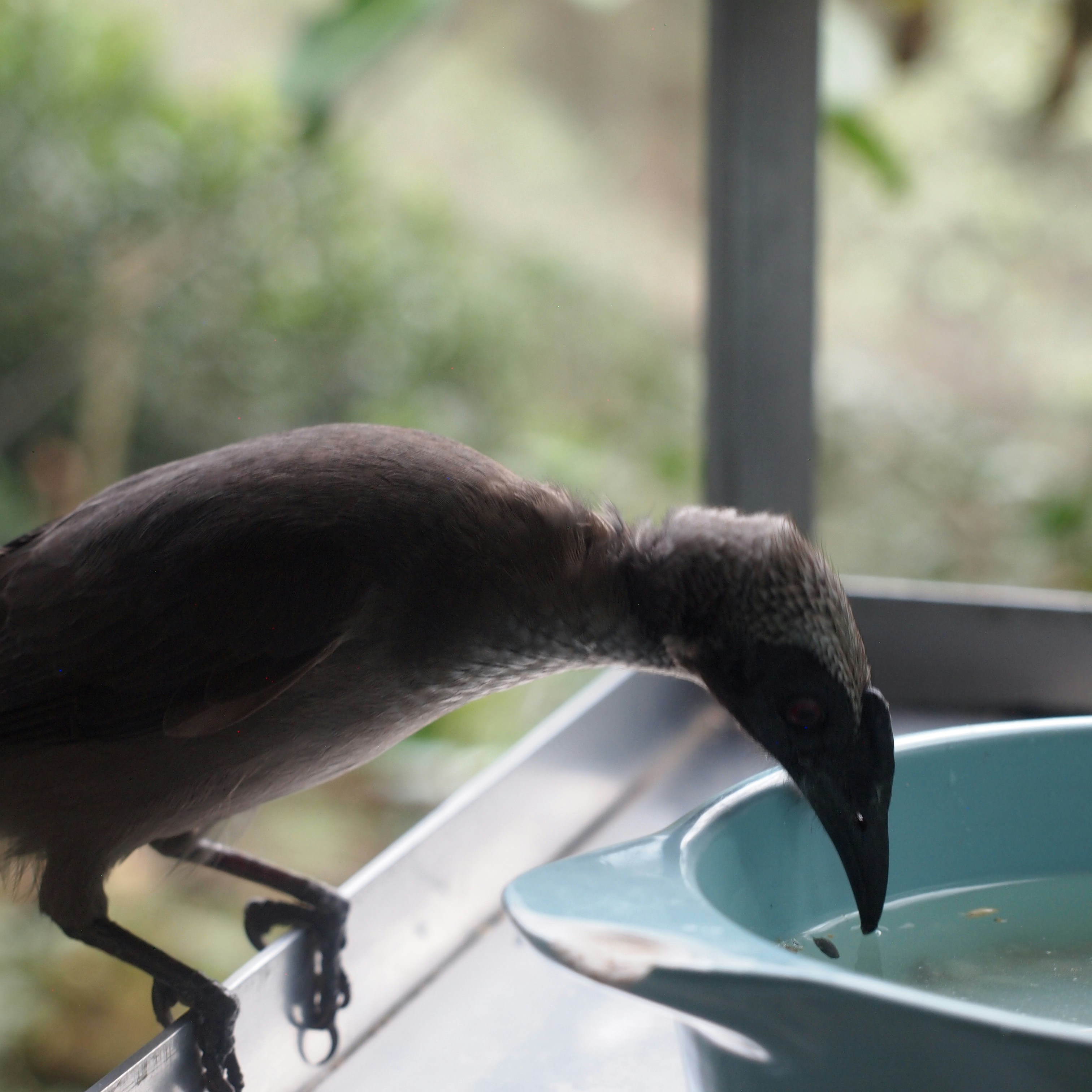 Curious ibis at the water’s edge