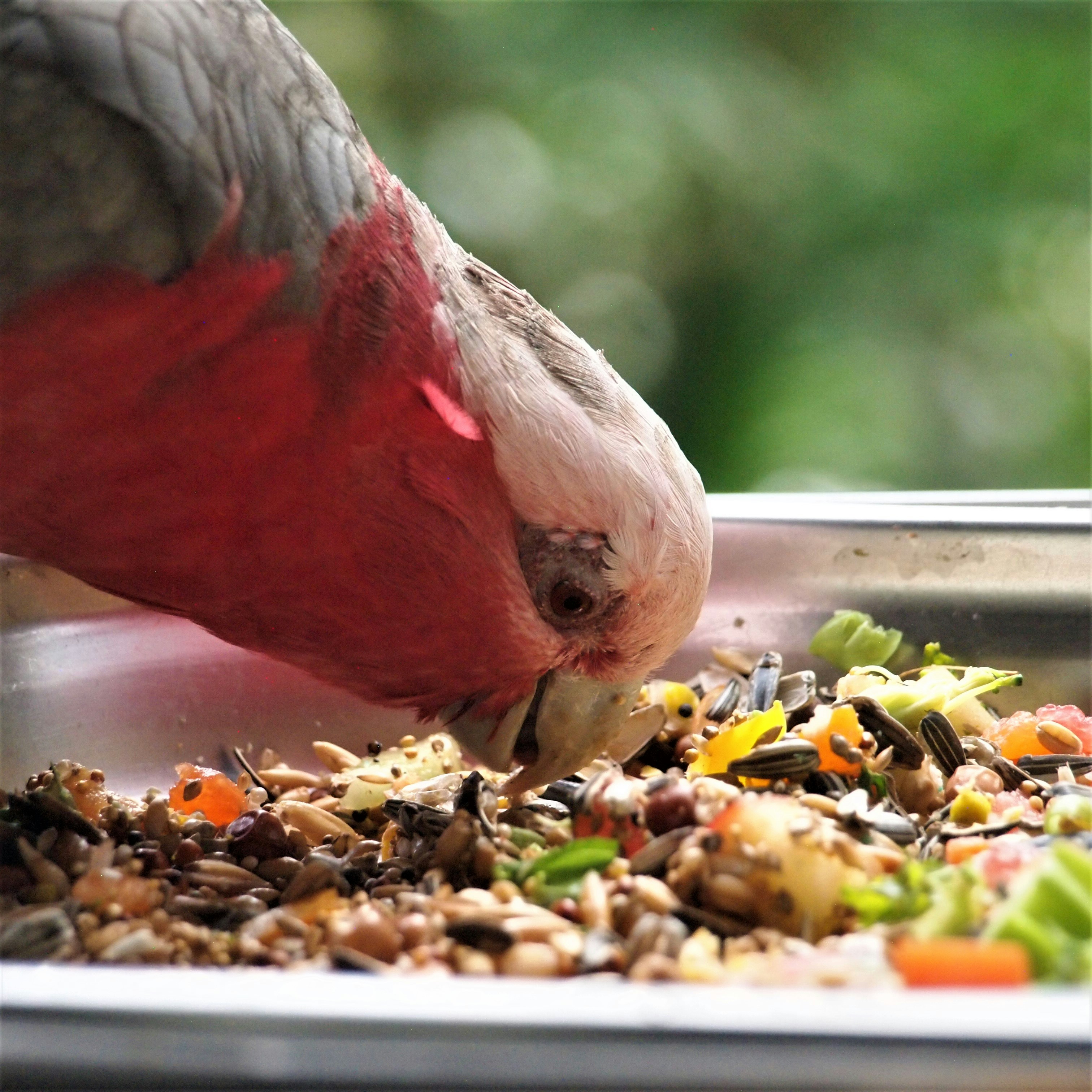 A galah parrot foraging through a colorful array of seeds and vegetables on a metal tray.
