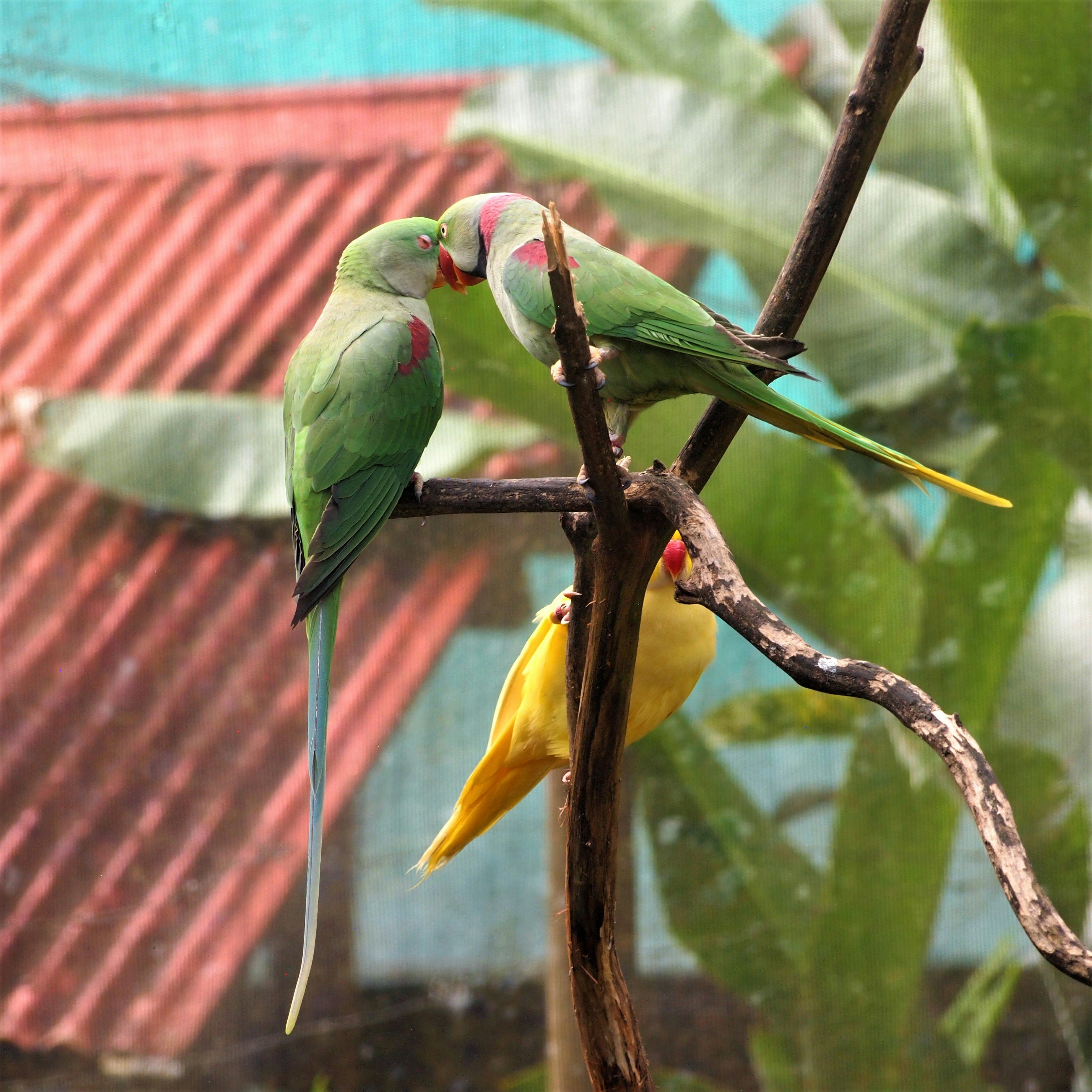 Two vibrant parrots sharing a tender moment on a branch, while a yellow parrot observes from below. The lush backdrop enhances the scene's lively atmosphere.