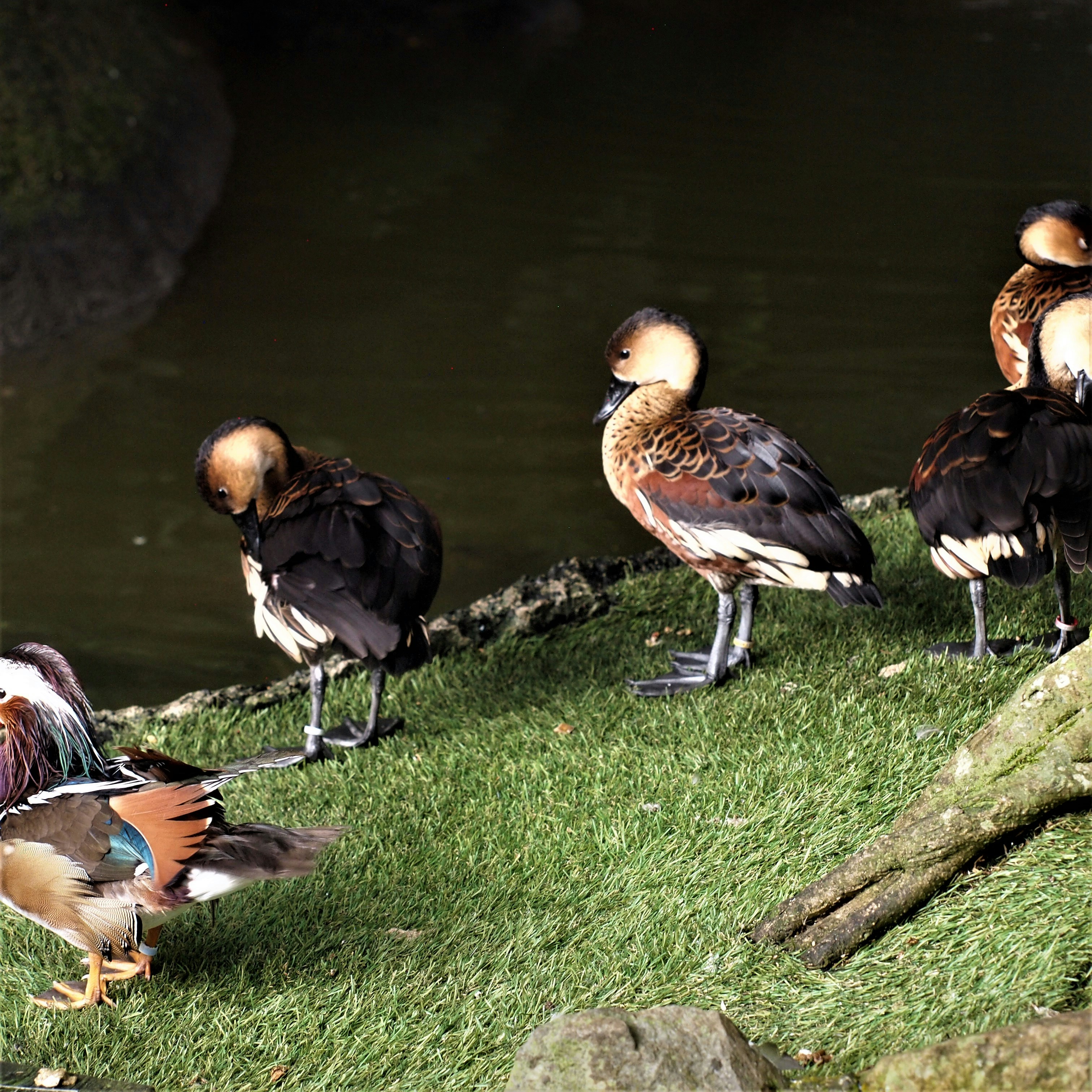 Quiet Assembly by the Water: Ducks on the Grassy Bank