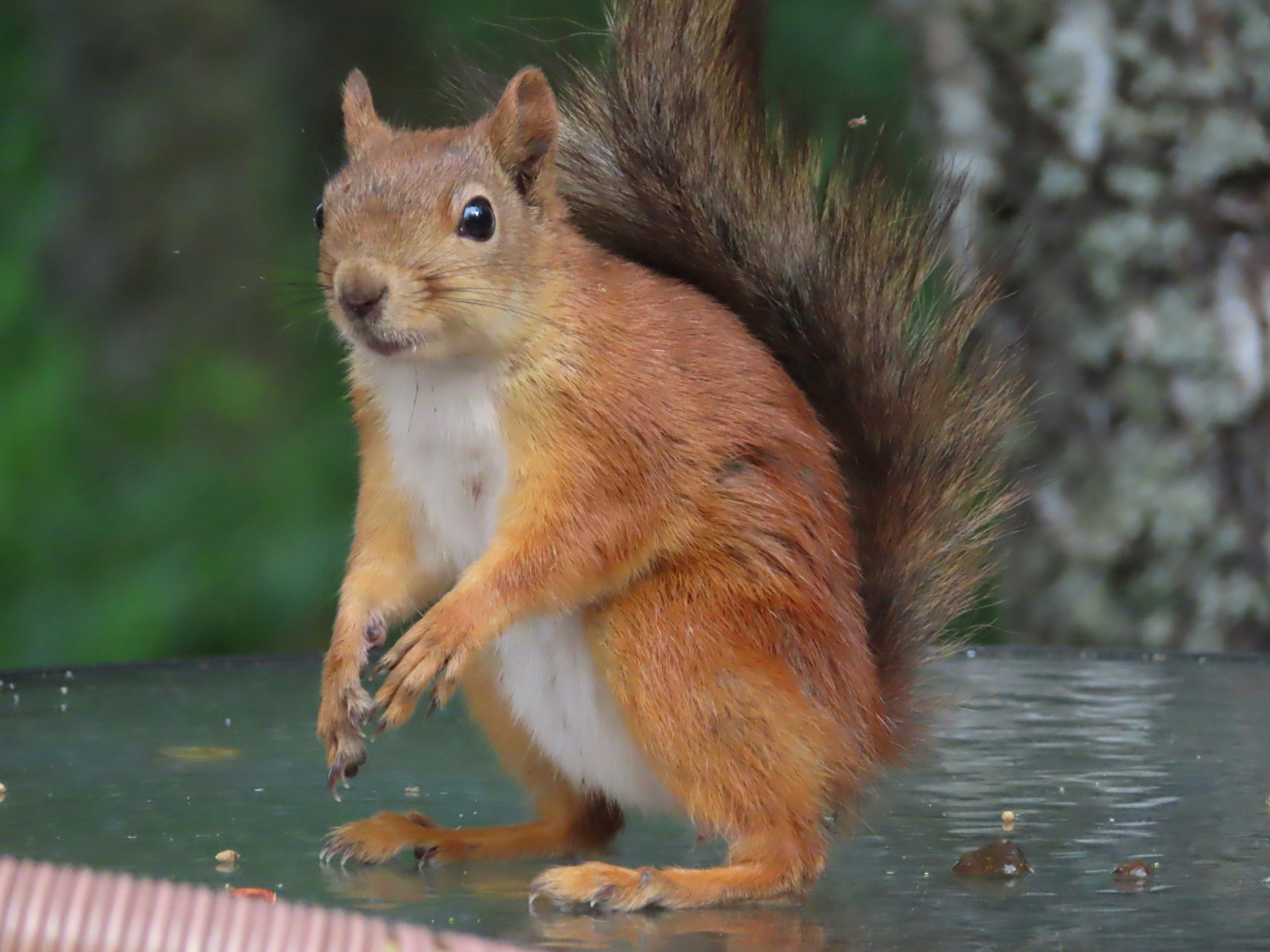 a squirrel standing on its hind legs