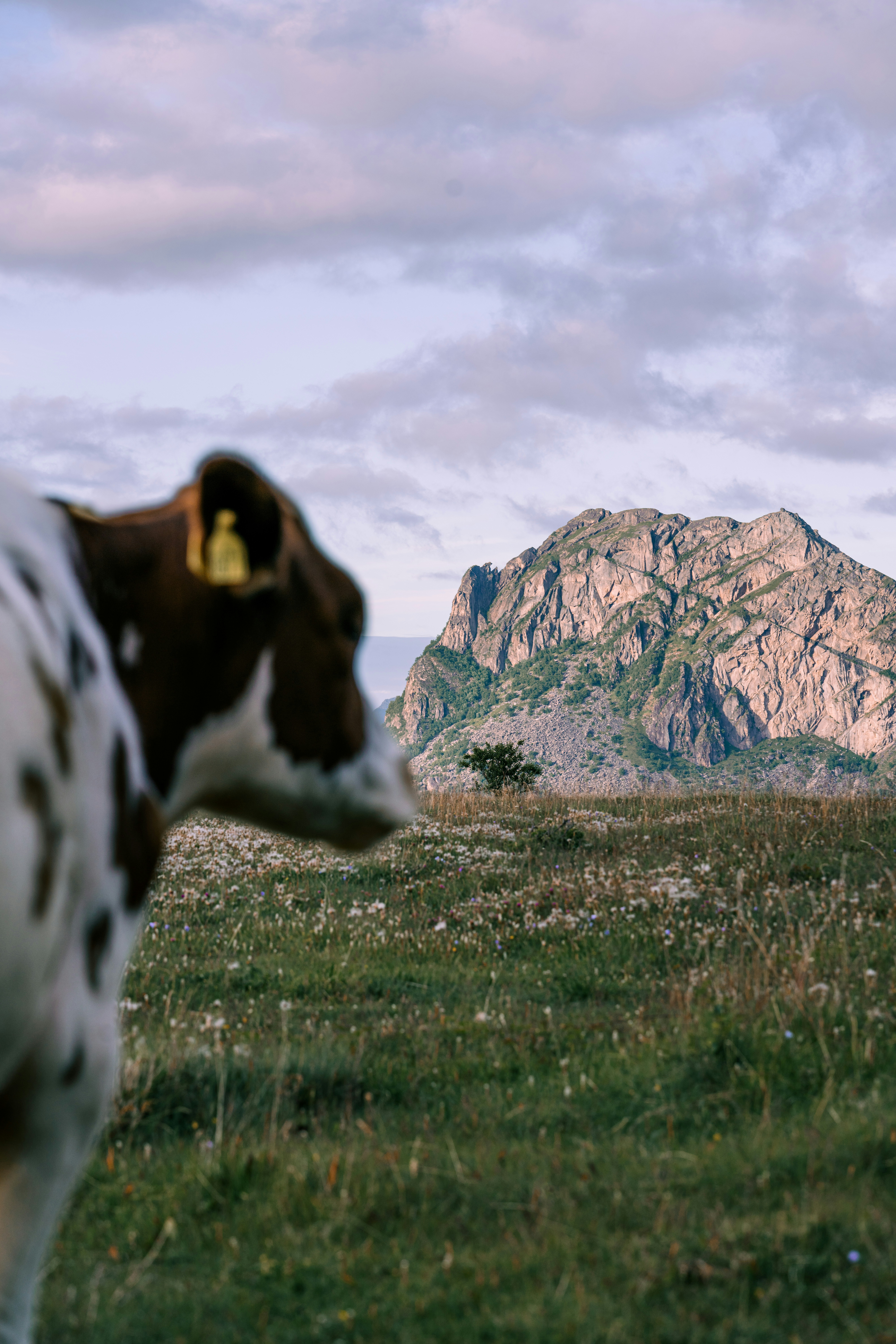Bovine Foreground, Rugged Peak: A Quiet Field Portrait