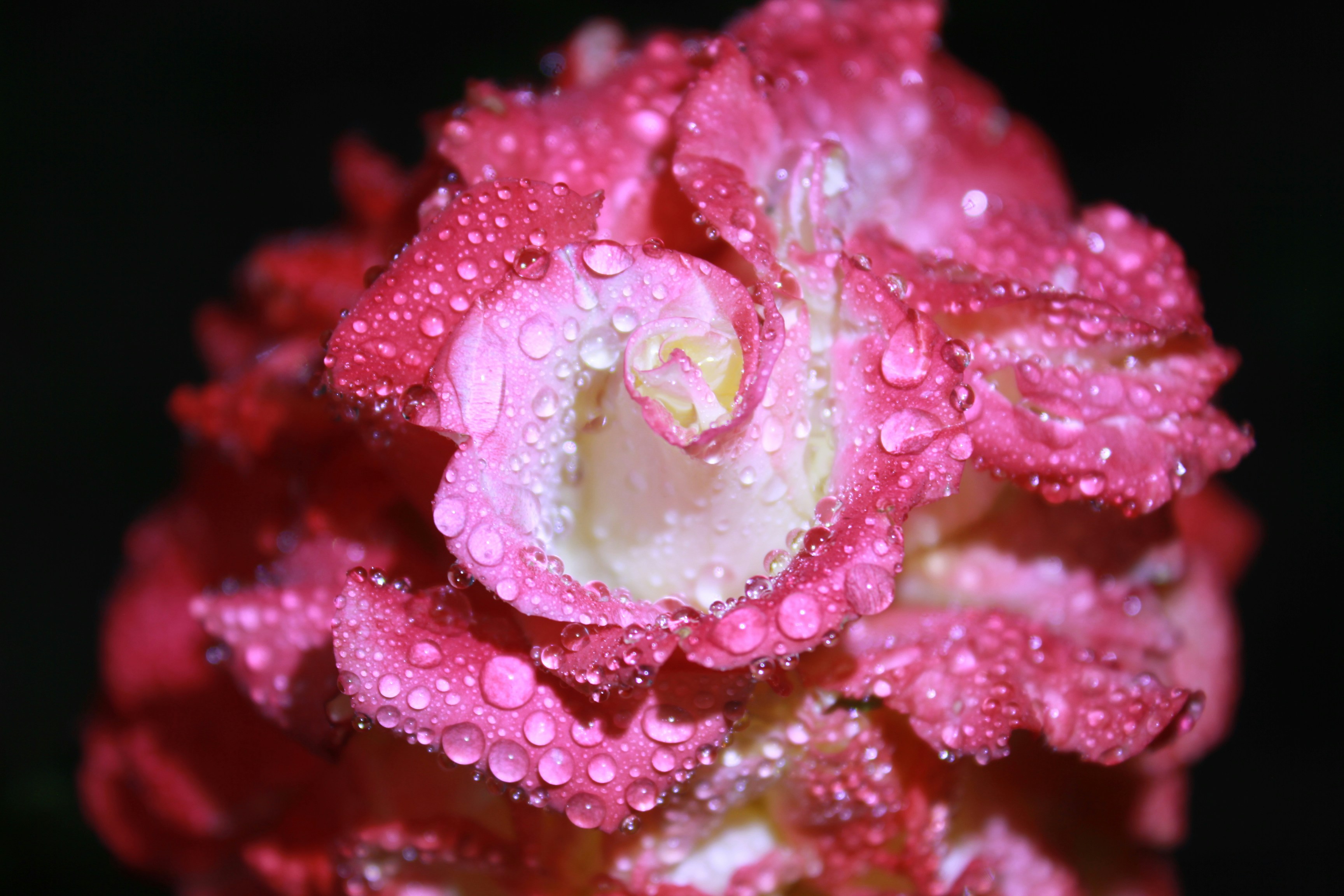 Dew-kissed Pink Rose: a macro bloom in shadow