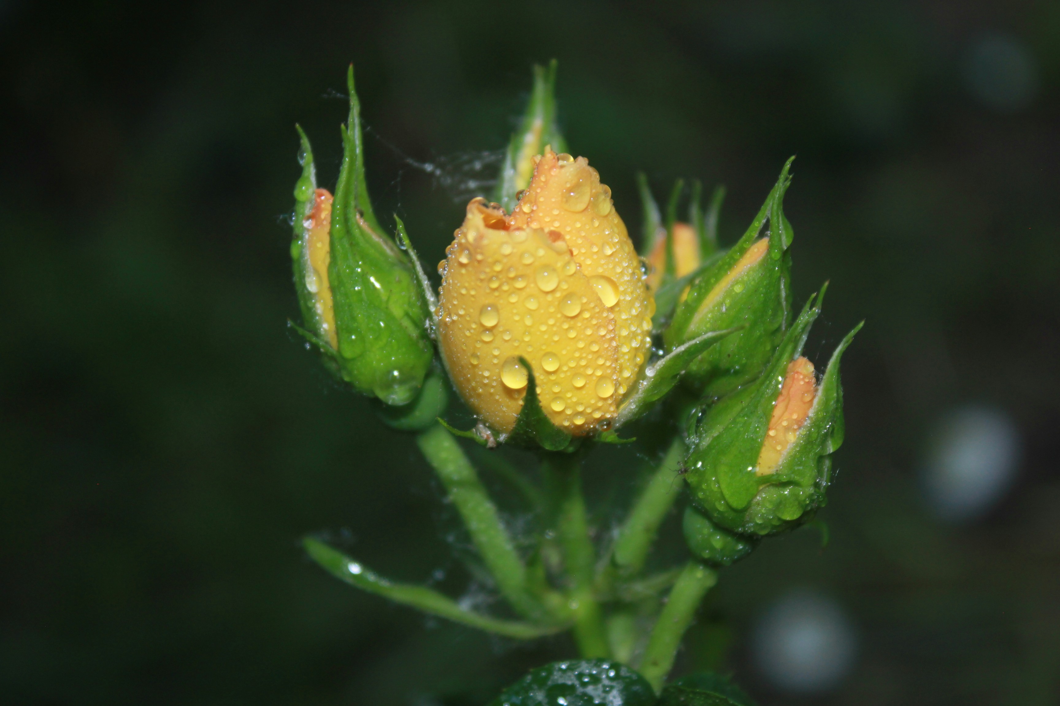 Whispered Dew on a Yellow Rosebud: A Macro Portrait in Velvet Backdrop